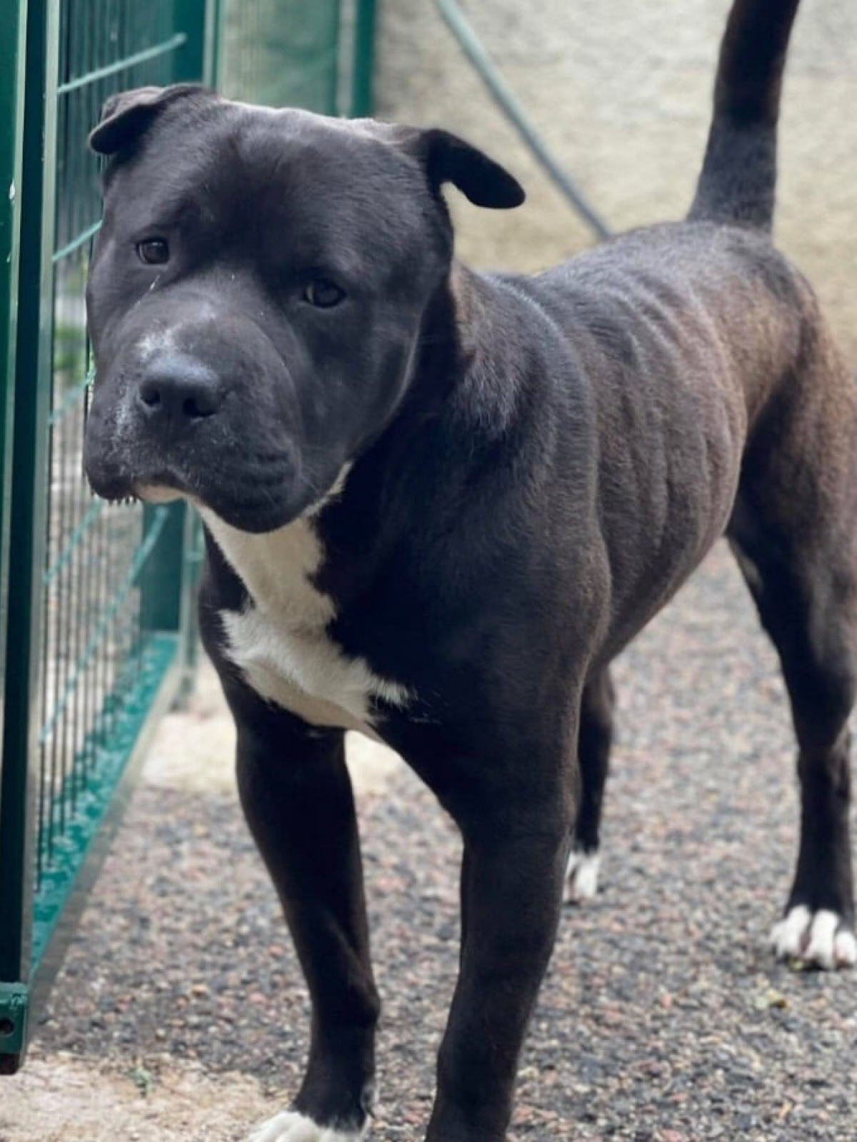 Ming - Chien à adopter à Ris-Orangis (91) - Animaux.fr