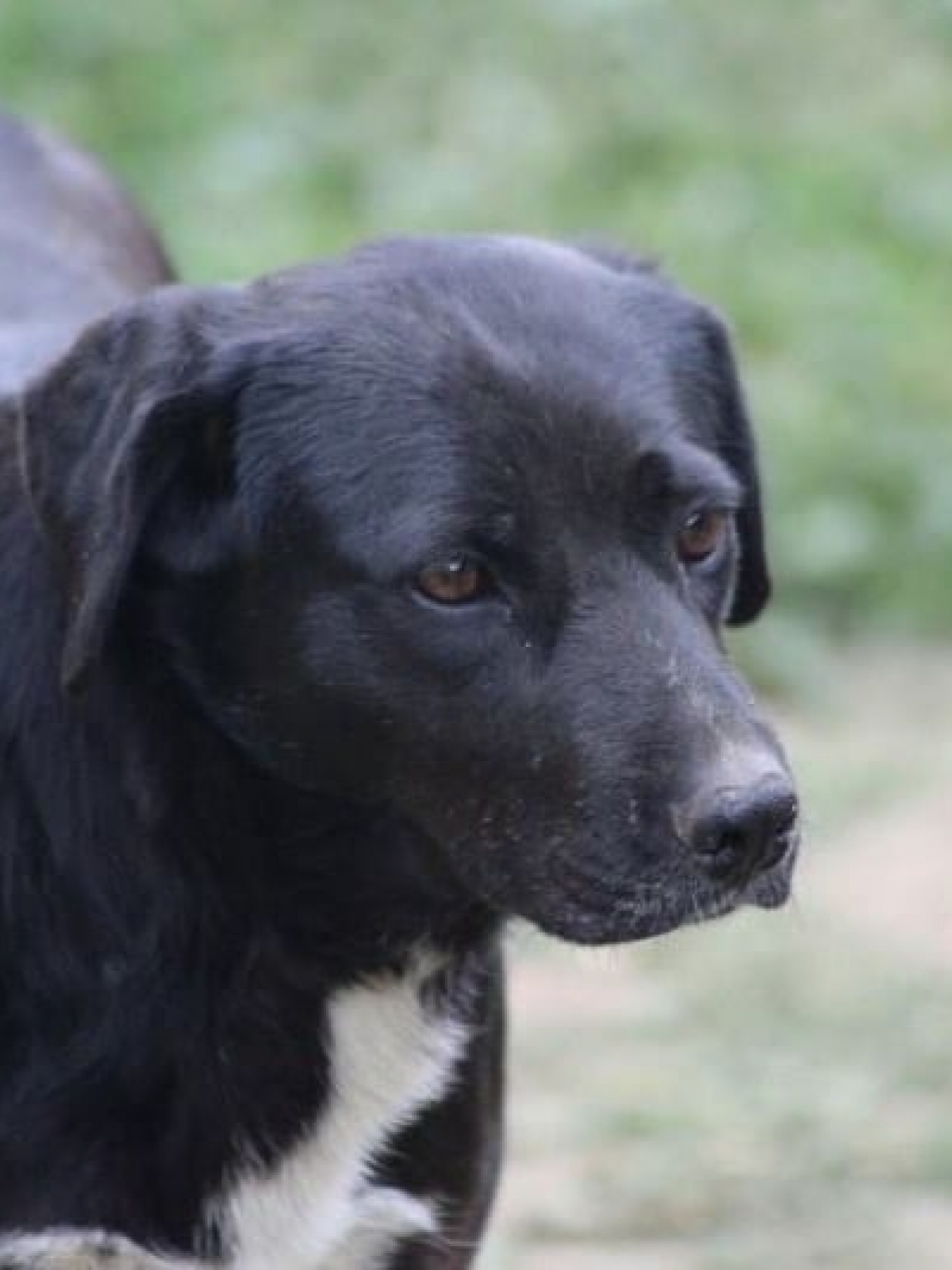 Spa Bourges Chien A Adopter