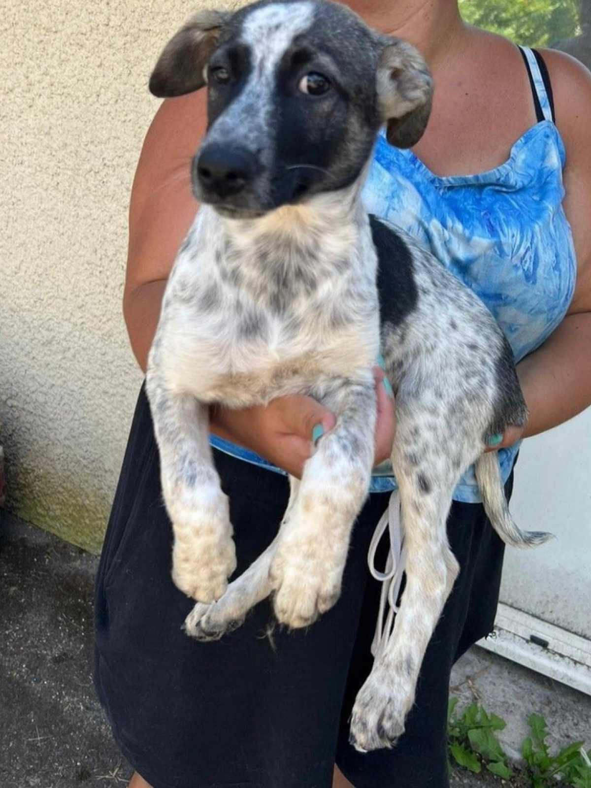 Kika - Chien à adopter à Ris-Orangis (91) - Animaux.fr