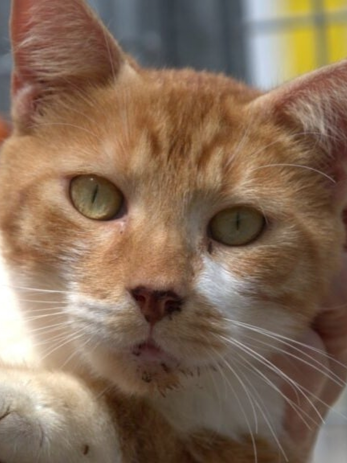 Kiru - Européen à adopter à Miramont-de-Quercy (82) - Animaux.fr