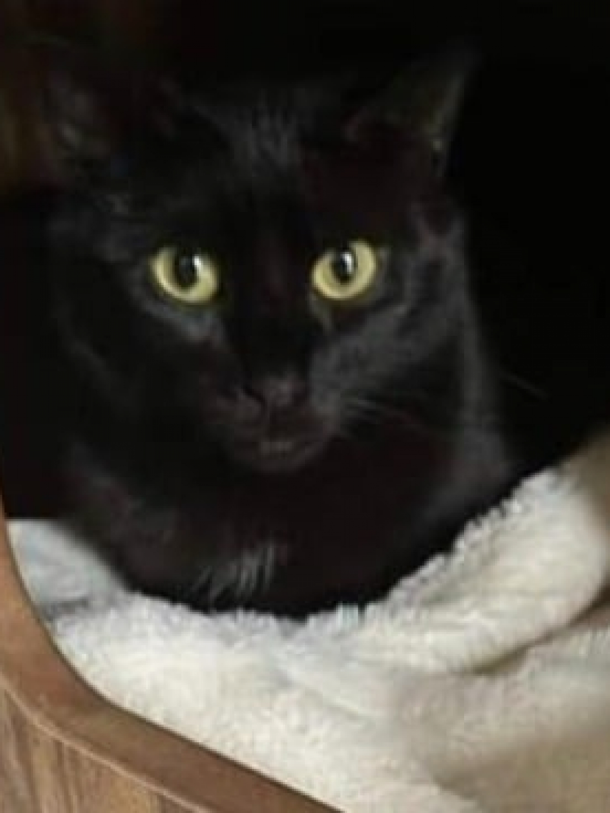 Jaya - Européen à adopter à Évreux (27) - Animaux.fr