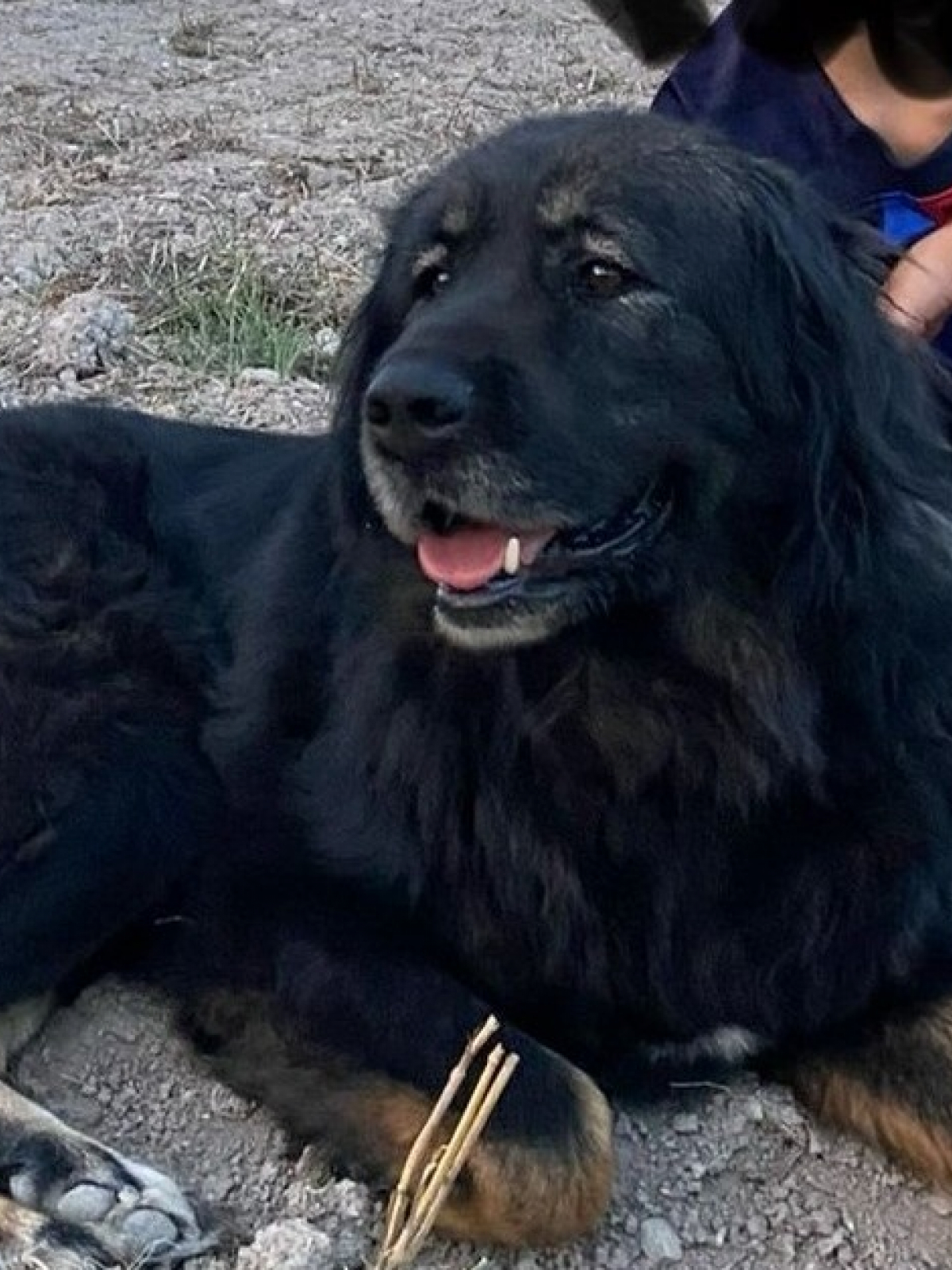 Mary - Chien Dogue du Tibet à adopter - Animaux.fr