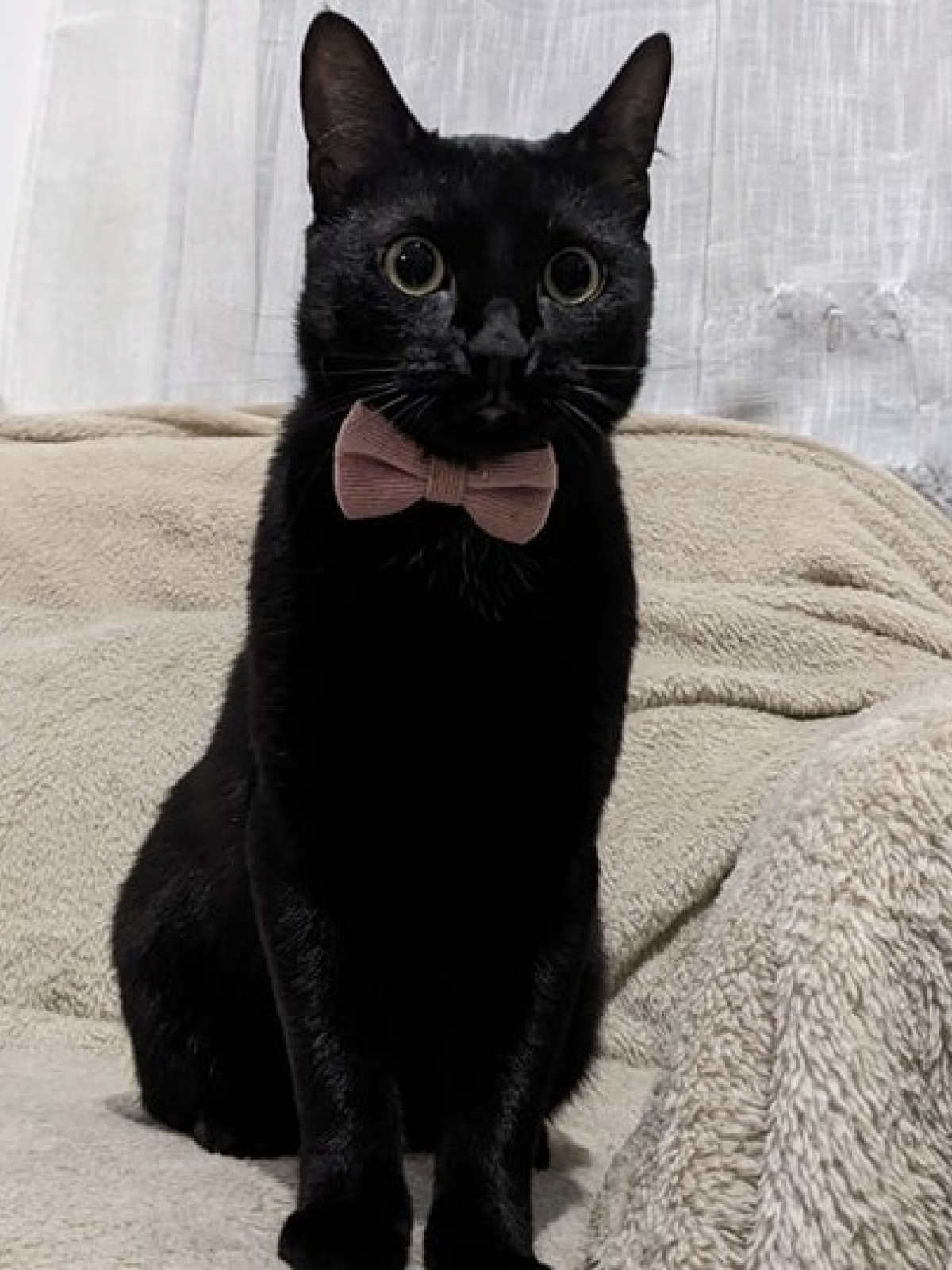 Zora - Chat Savannah à adopter - Animaux.fr