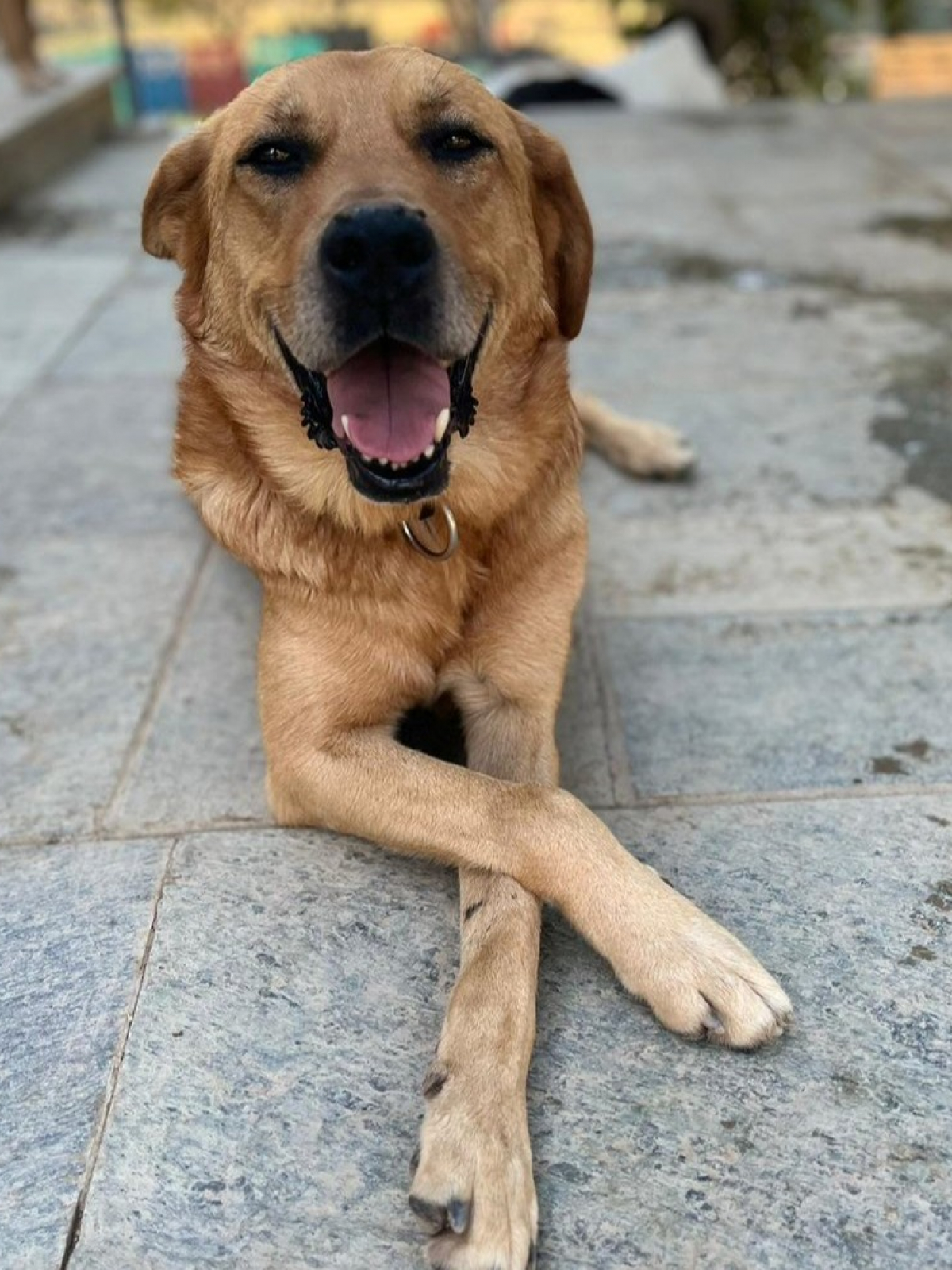 Miguel - Chien à adopter - Animaux.fr