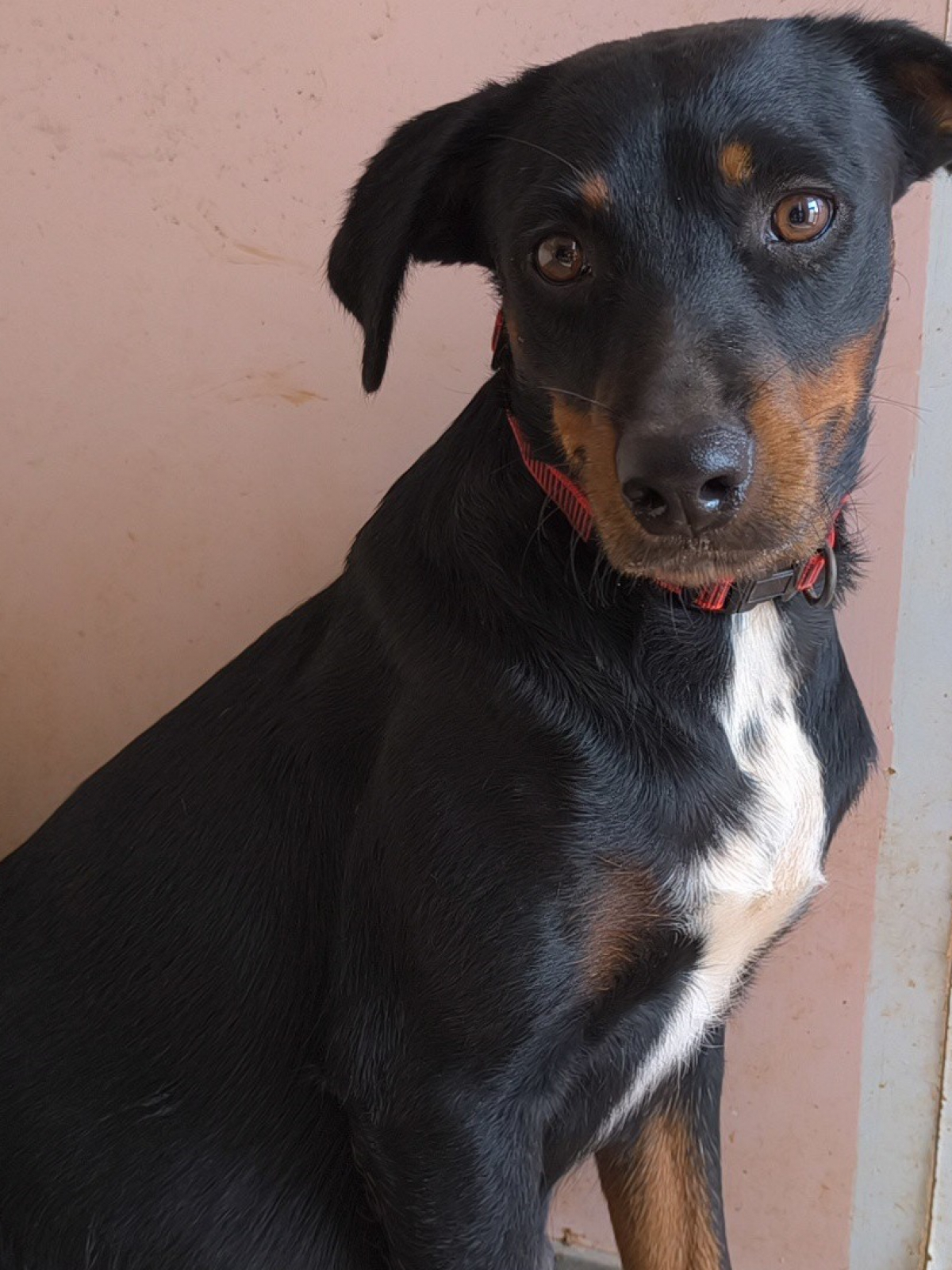 Paola - Chien à adopter à Strasbourg (67) - Animaux.fr