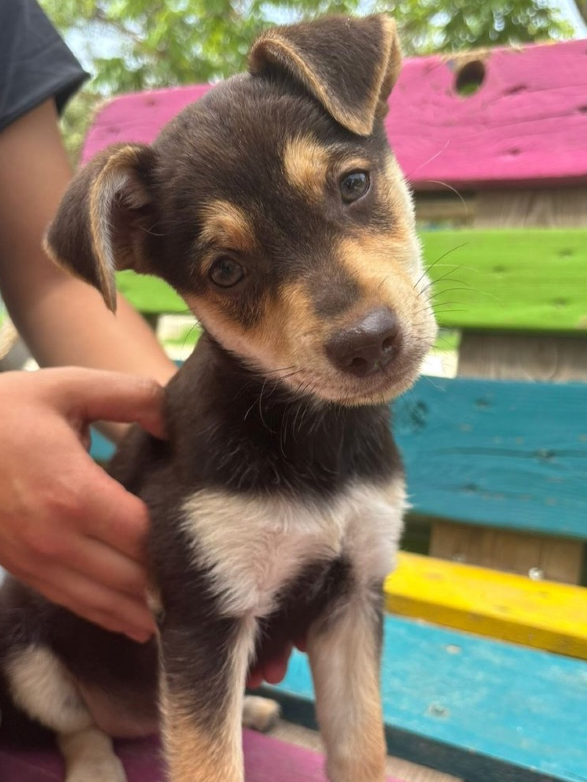Lea - Chien à adopter - Animaux.fr