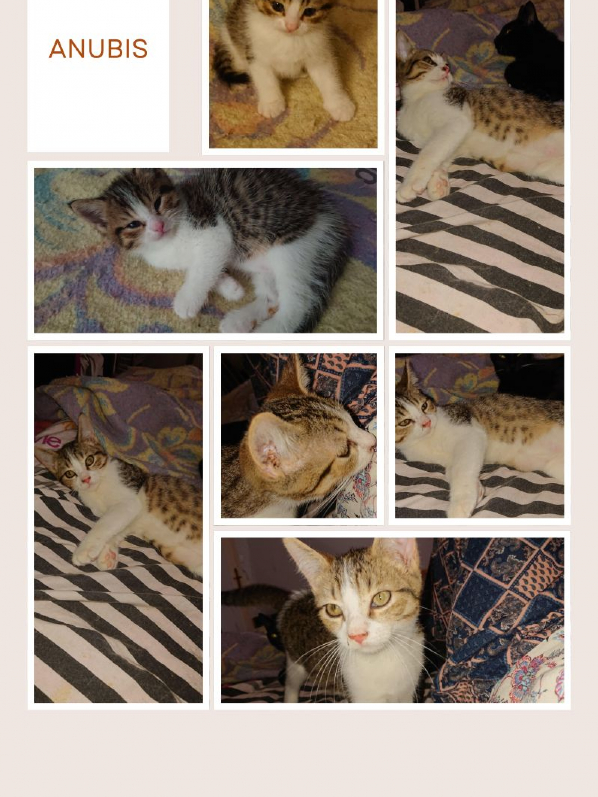 ANUBIS - Chat à adopter - Animaux.fr