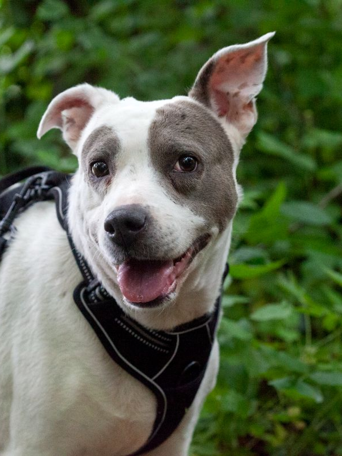 KINDY - Staffordshire Bull Terrier à adopter à Rueil-Malmaison (92 ...