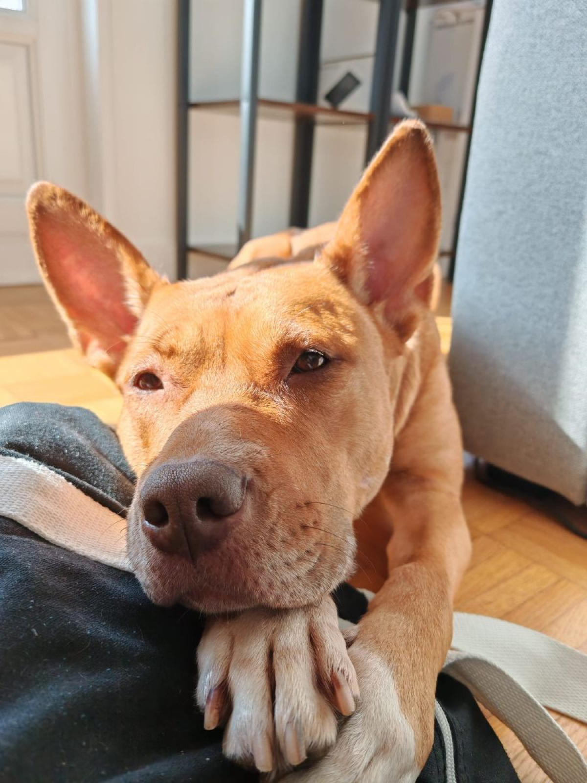 SCARLA - Staffordshire Bull Terrier à adopter à Clamart (92) - Animaux.fr