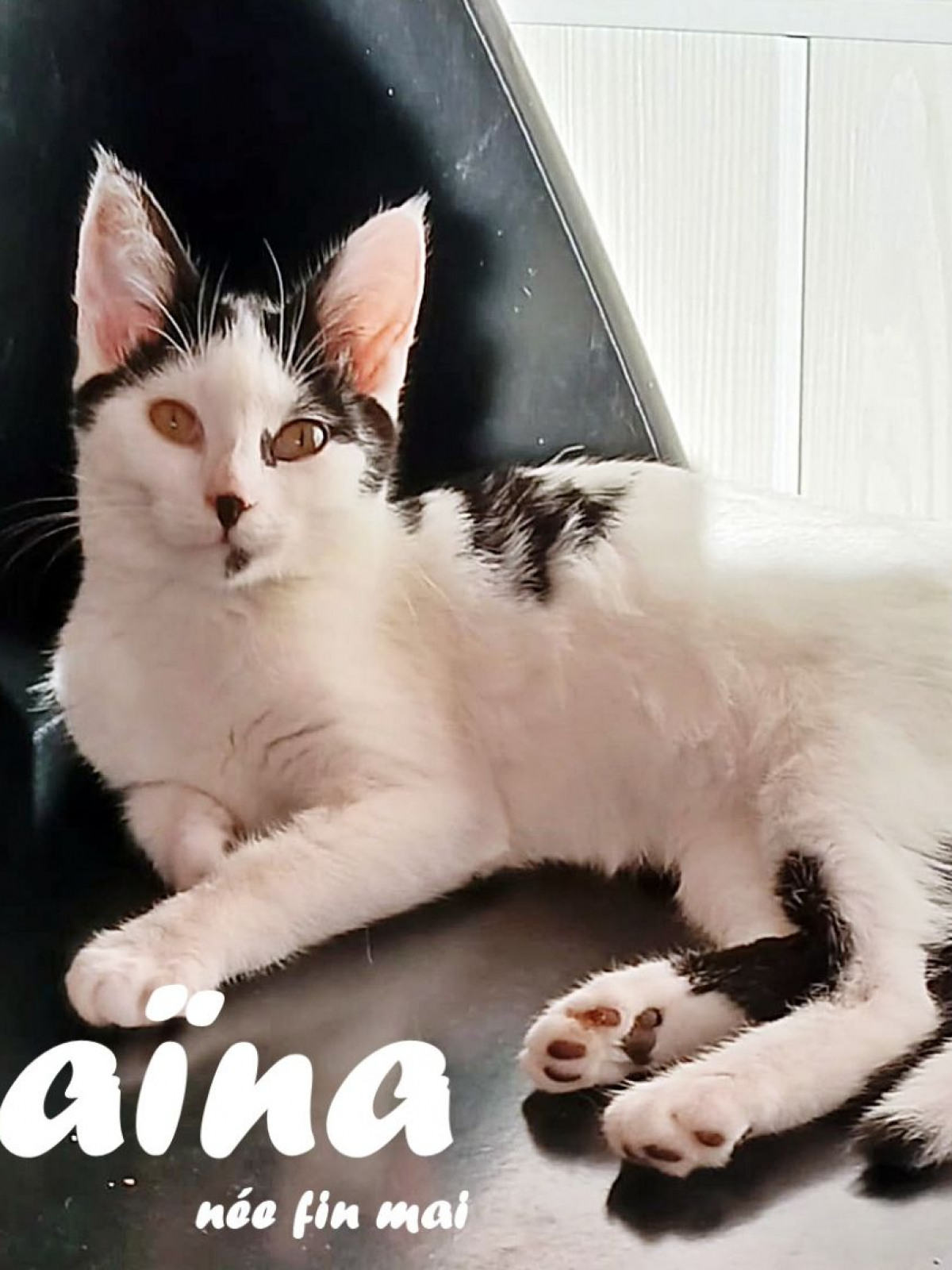 Jaïna - Chat à adopter à Alençon (61) - Animaux.fr