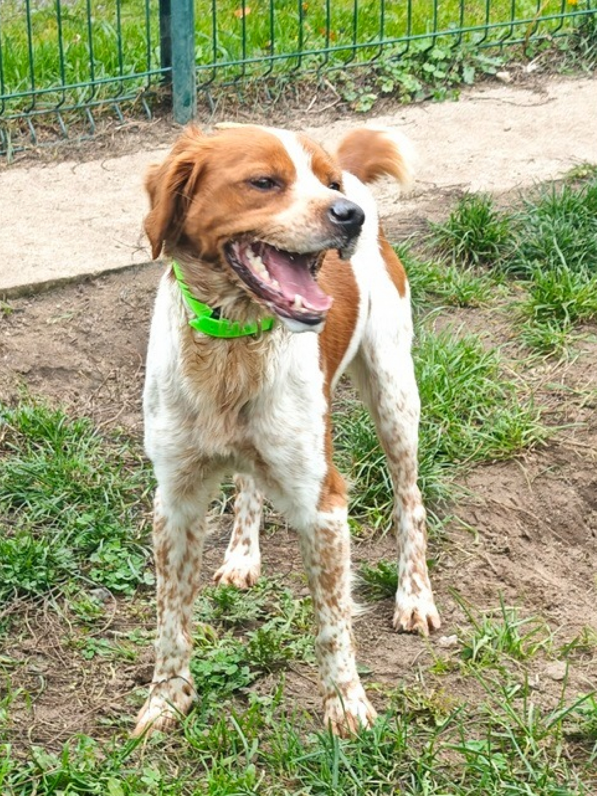 Rex - Epagneul Breton à adopter à Yvré-l'Évêque (72) - Animaux.fr