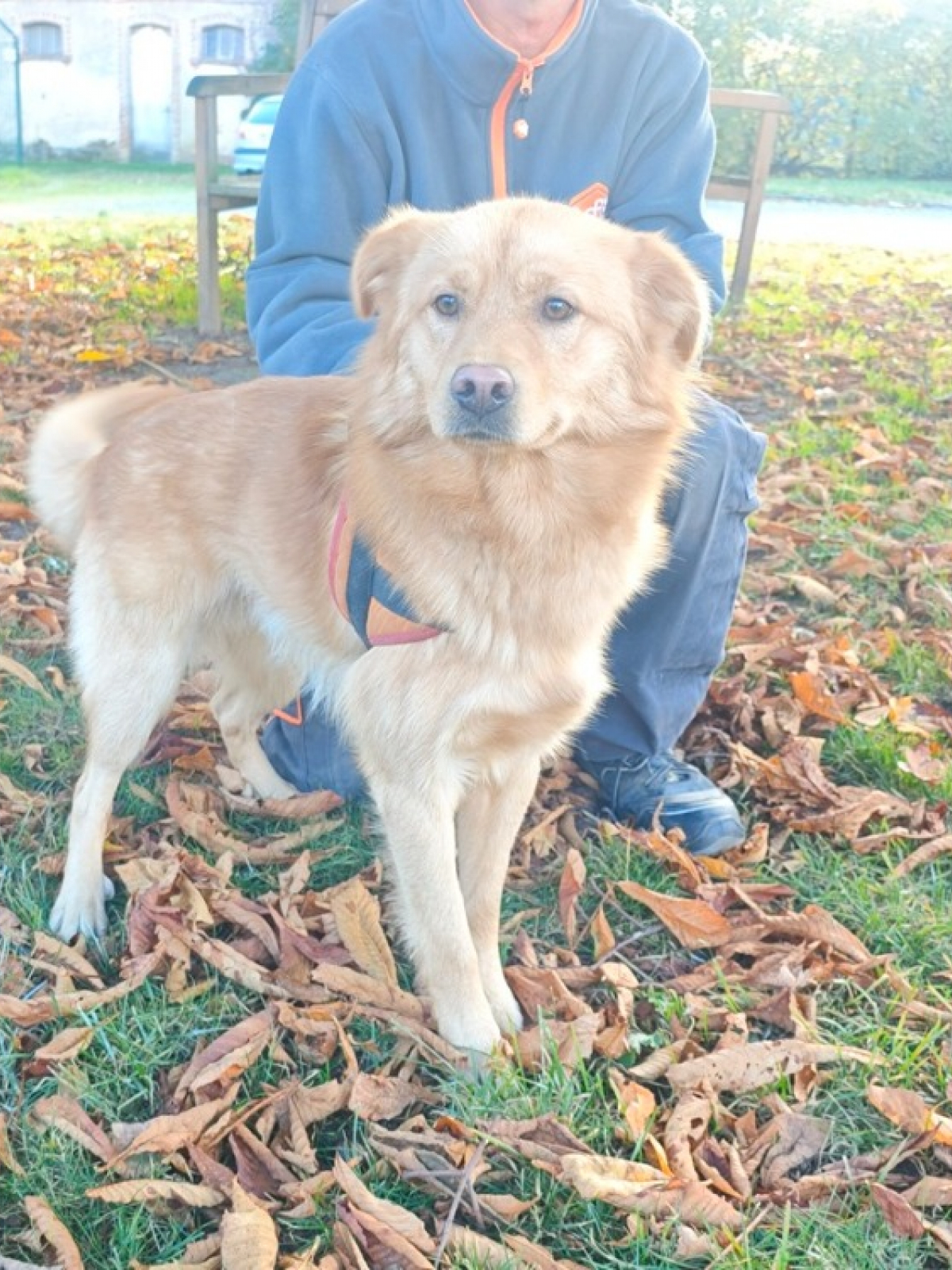 Appolon - Chien à adopter à Yvré-l'Évêque (72) - Animaux.fr