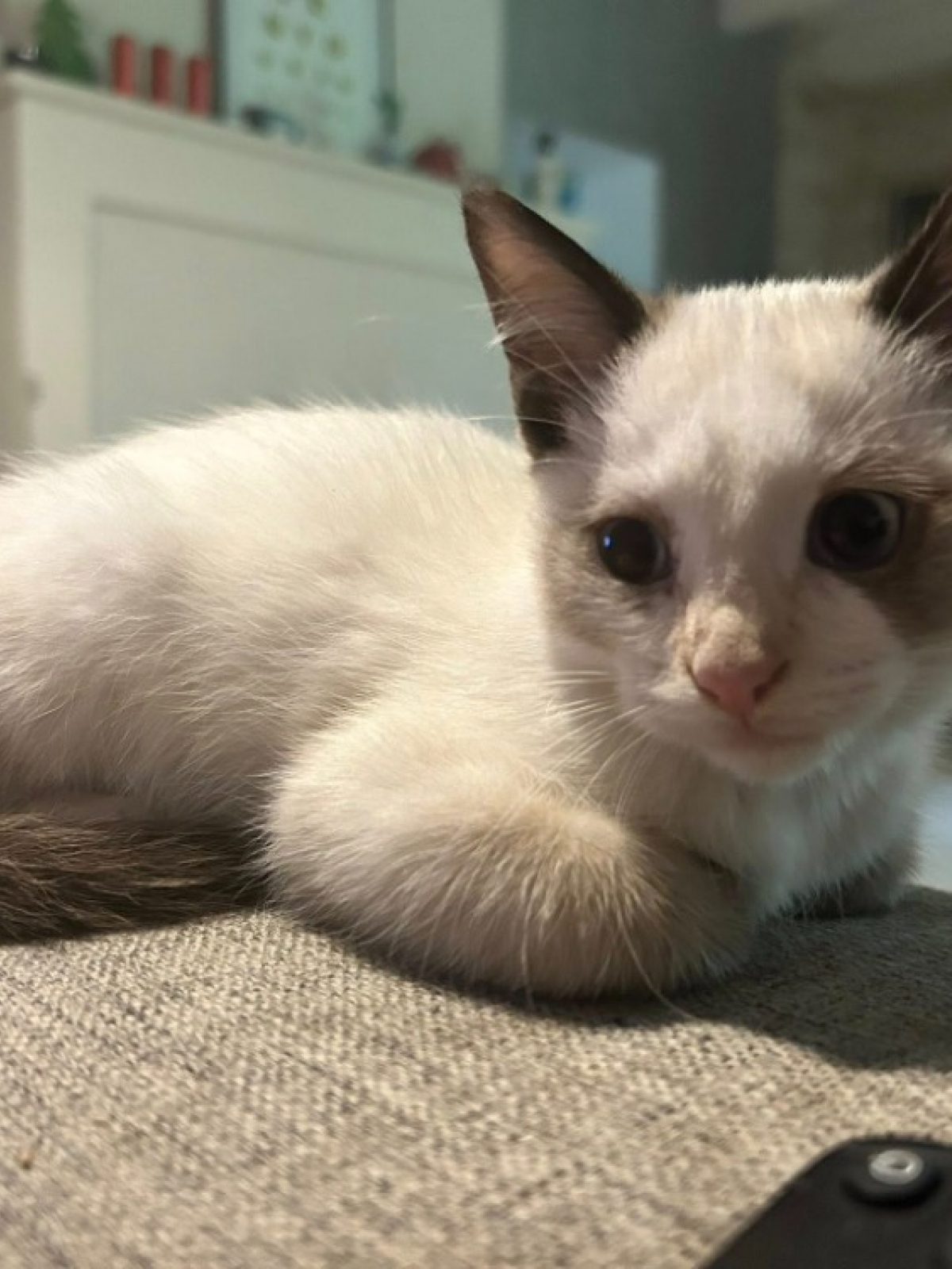 Alinea - Européen à adopter à Niort (79) - Animaux.fr