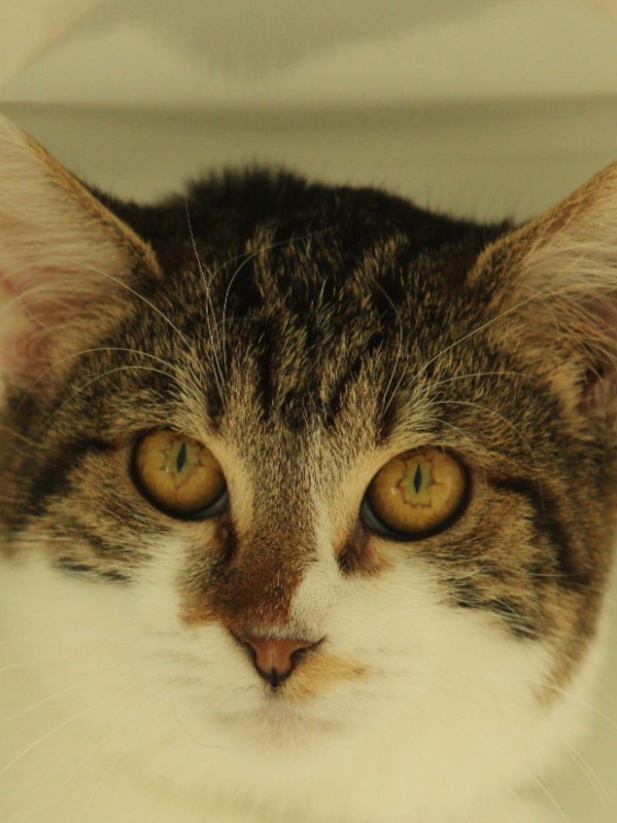 Tortilla - Européen à adopter à Saint-Germain-du-Pinel (35) - Animaux.fr
