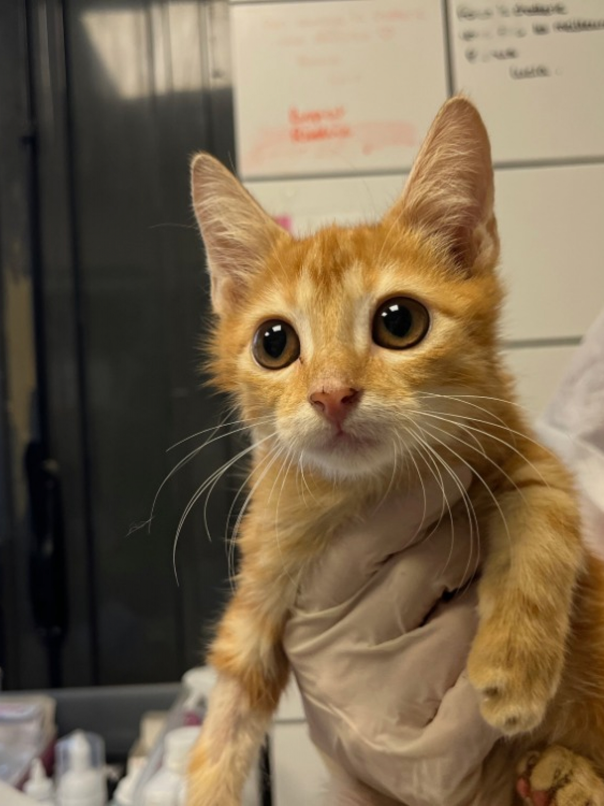 Mickey - Européen à adopter à Rennes (35) - Animaux.fr