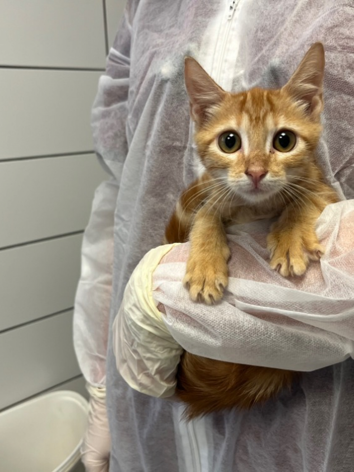 Winnie - Européen à adopter à Rennes (35) - Animaux.fr