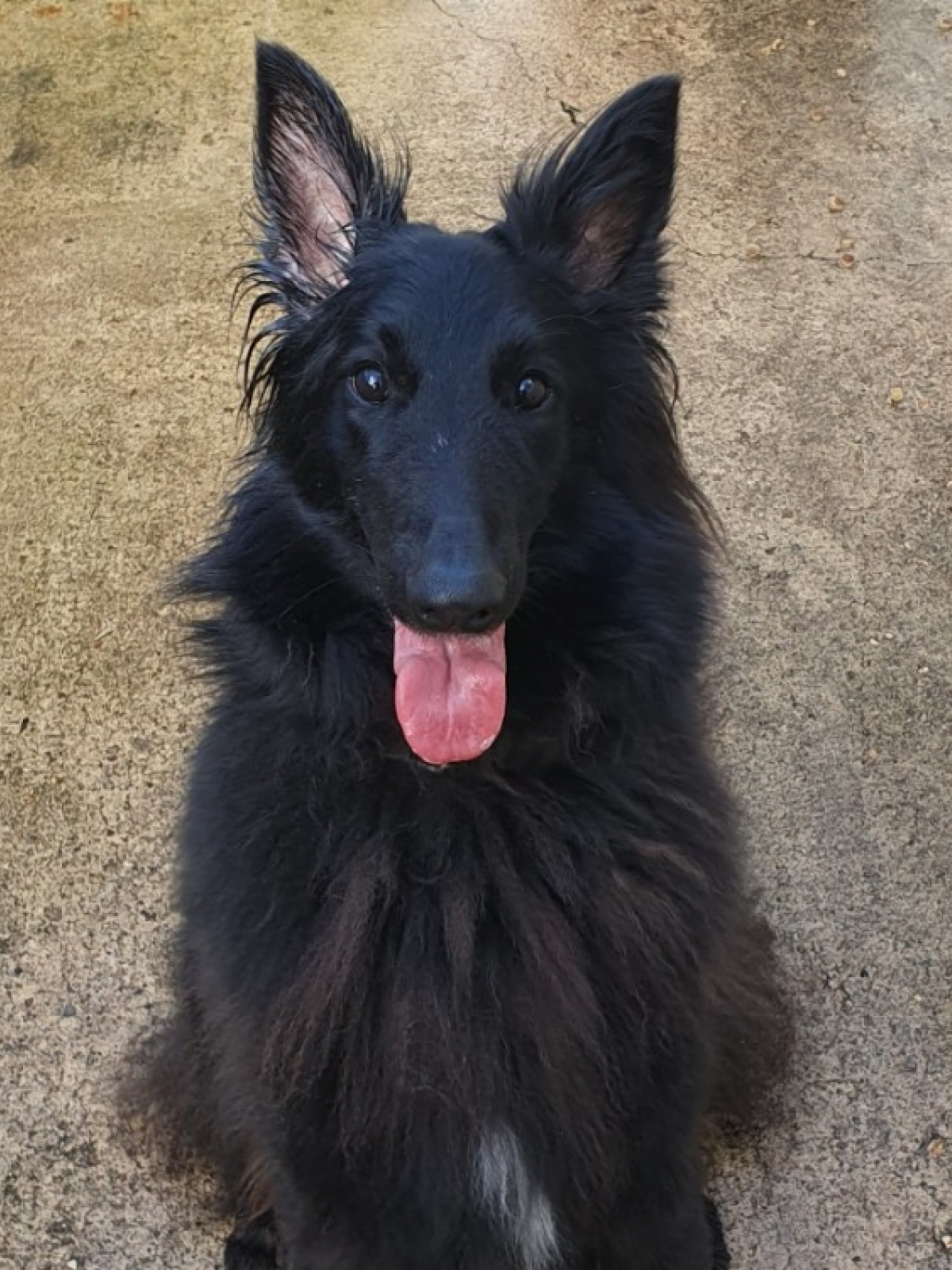 Tulan - Chien à adopter à Plouhinec (29) - Animaux.fr