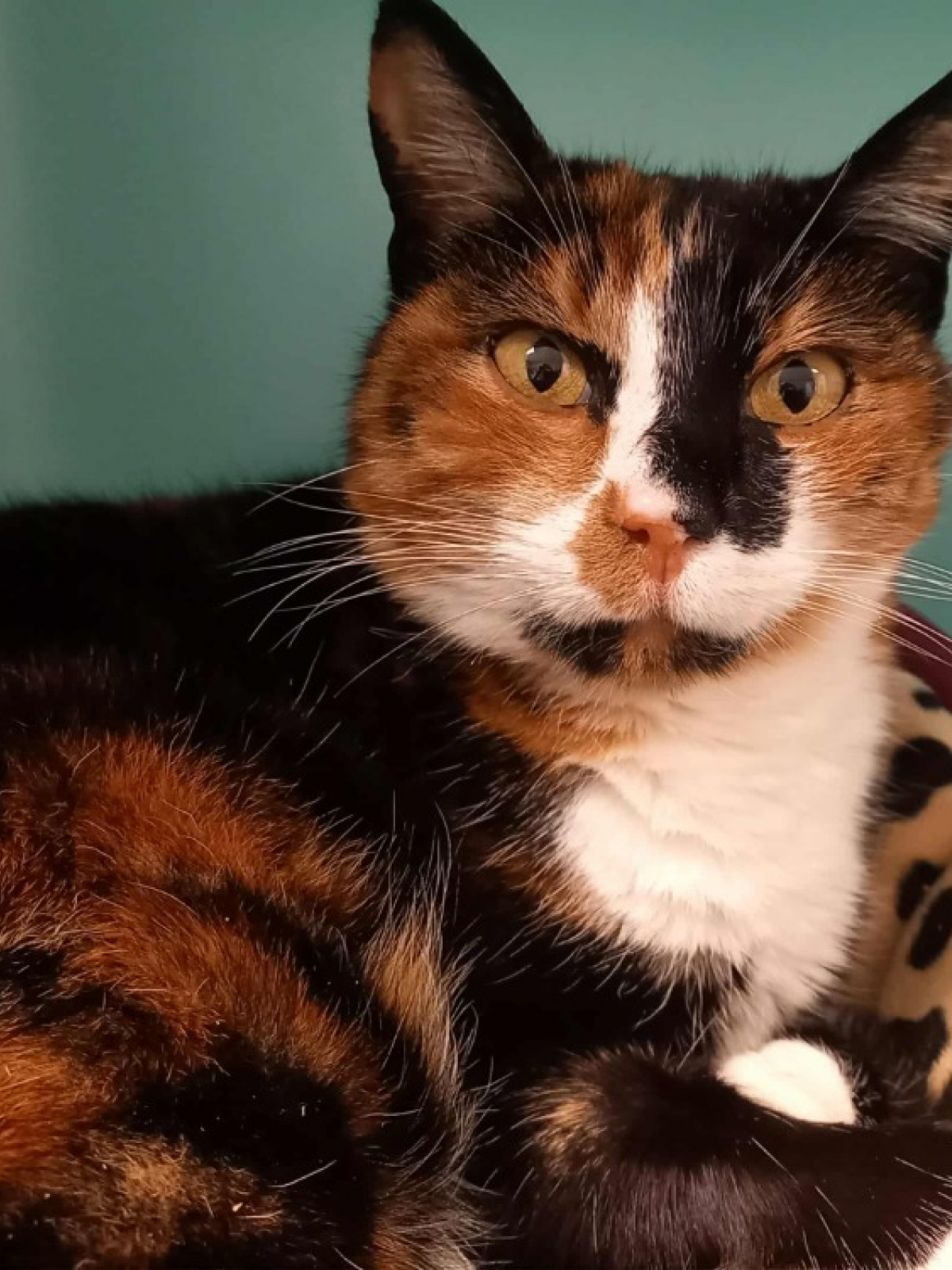 Chatouille - Européen à adopter à Quimper (29) - Animaux.fr
