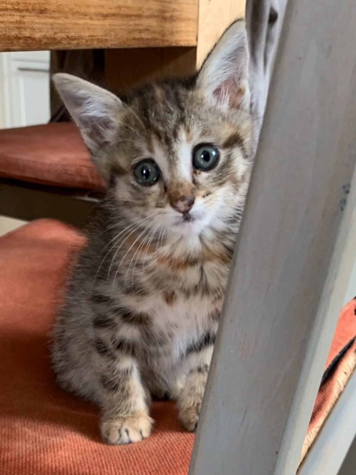 Alma - Européen à adopter à Brugheas (03) - Animaux.fr
