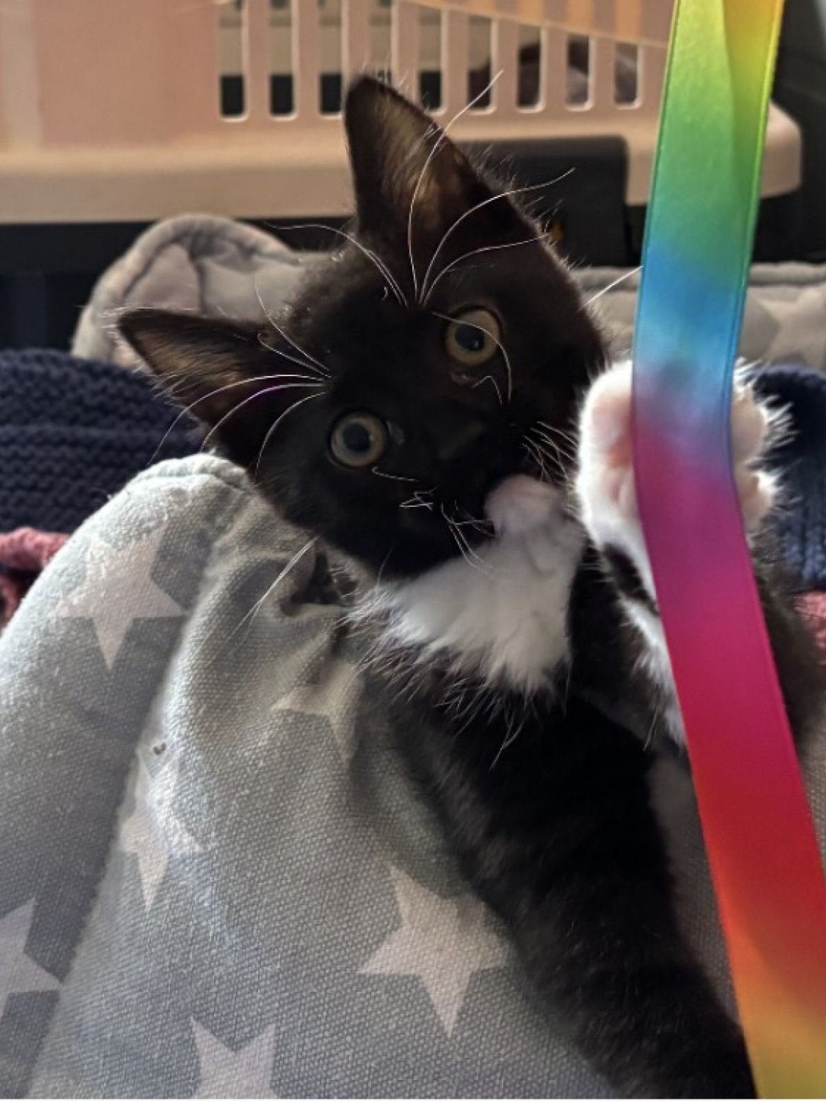 Galane - Européen à adopter à Tourcoing (59) - Animaux.fr