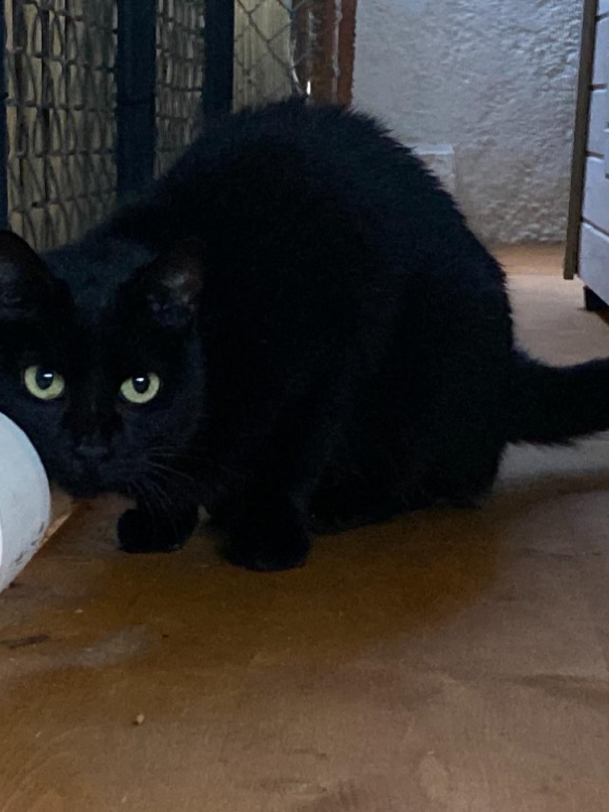 Liz - Européen à adopter à Le Cannet (06) - Animaux.fr