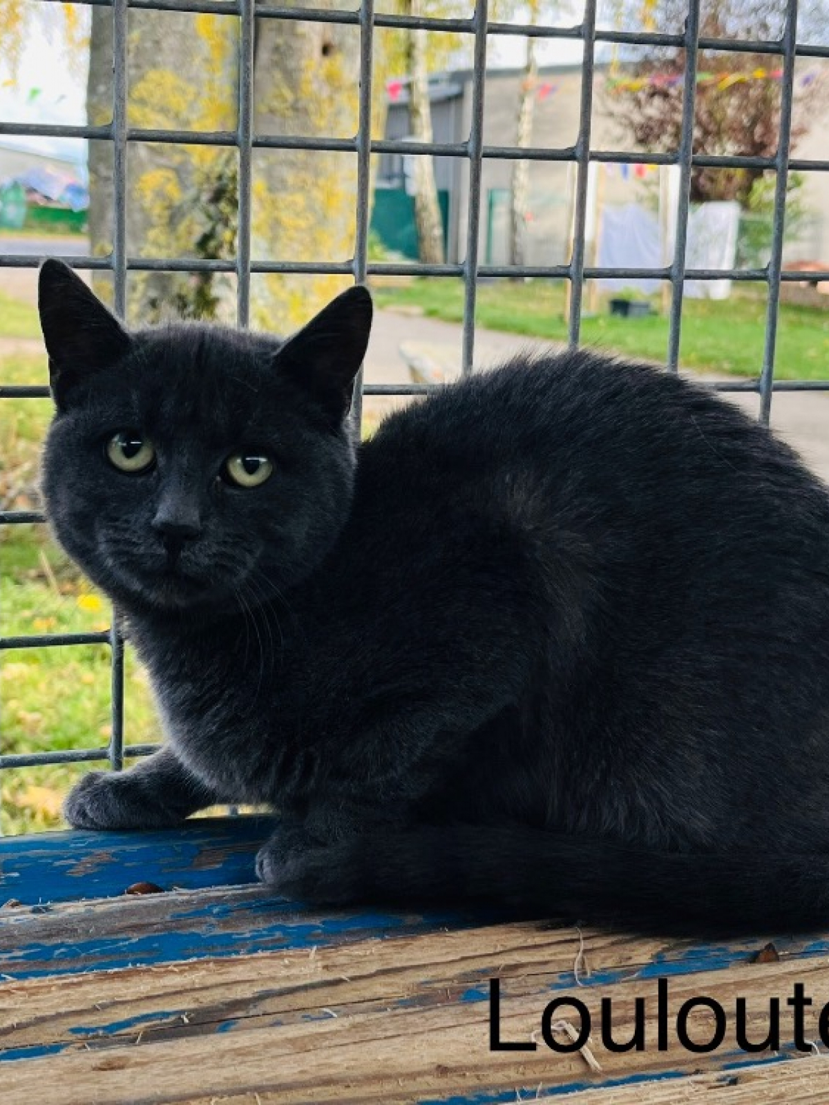 Louloute - Européen à adopter à Poulainville (80) - Animaux.fr