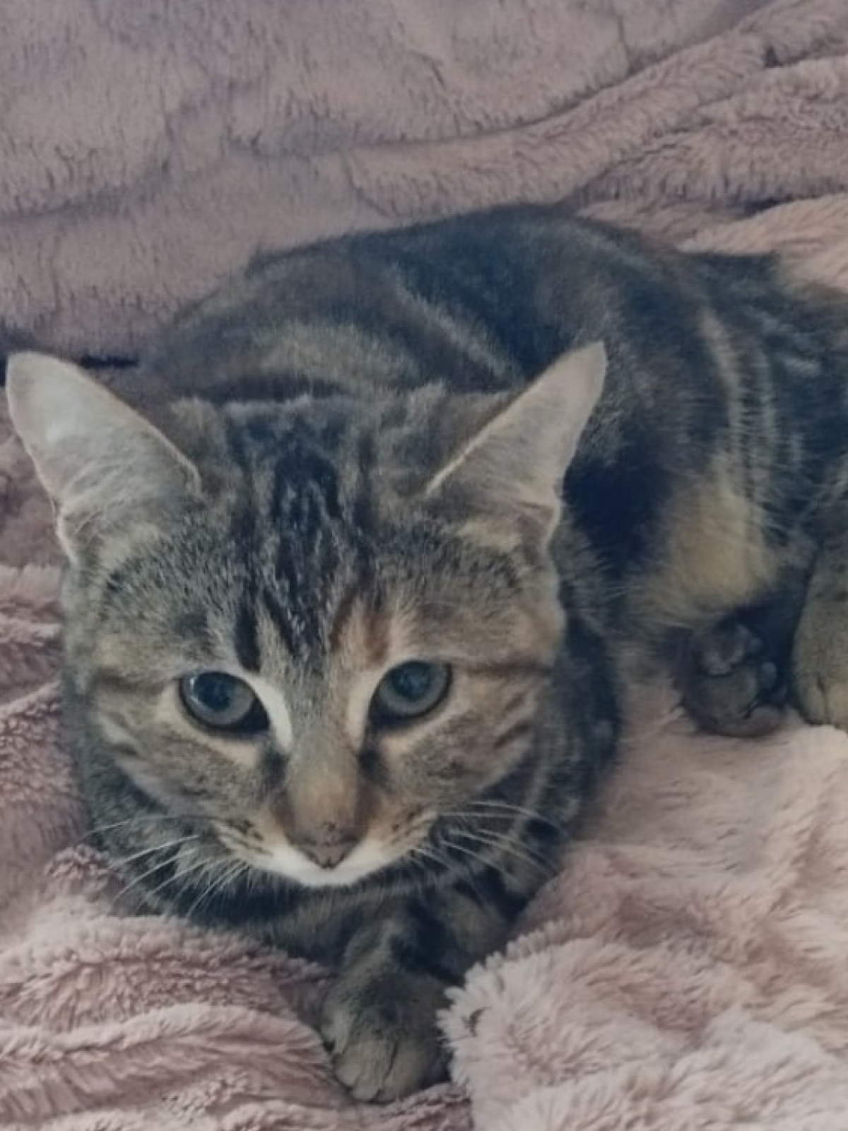 Tixie - Européen à adopter à Rennes (35) - Animaux.fr