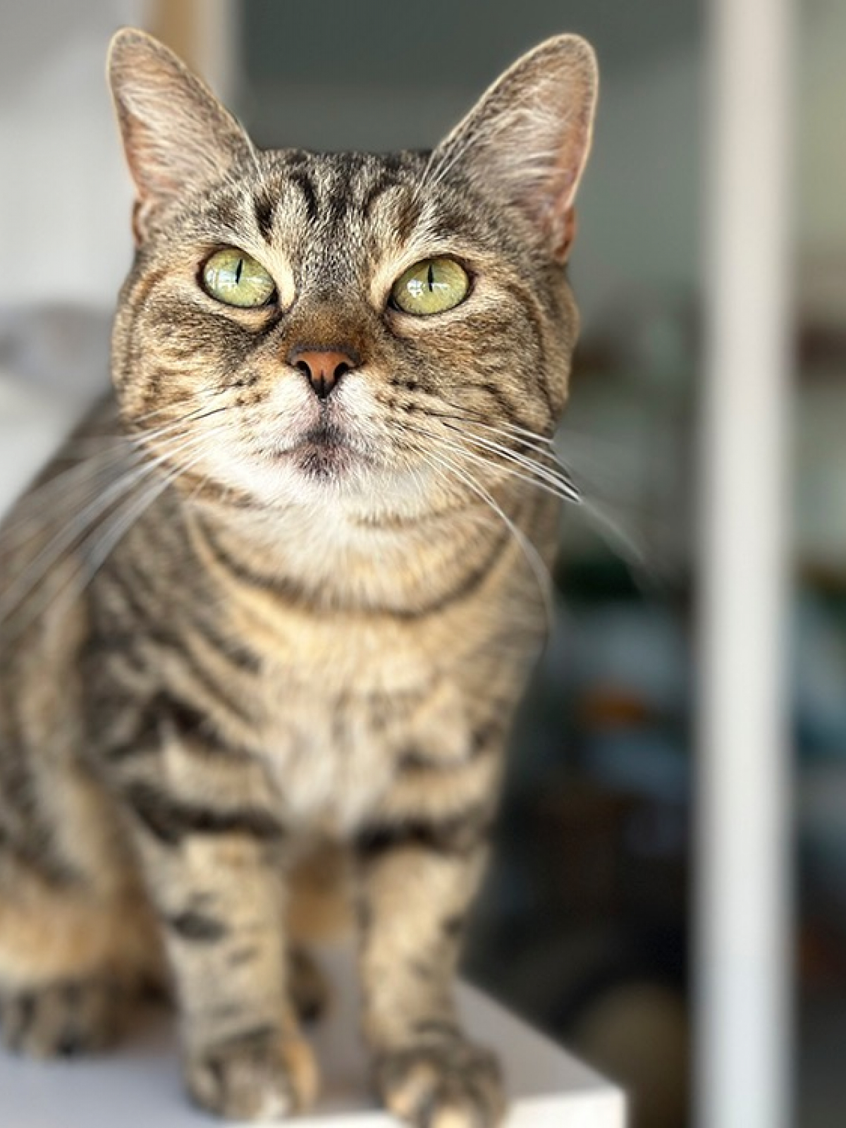 Nala - Européen à adopter à Bouguenais (44) - Animaux.fr