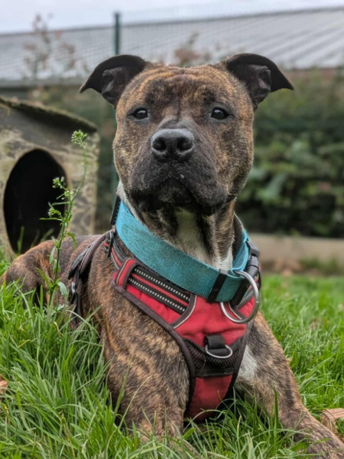 Tayson - Chien à adopter à Quimper (29) - Animaux.fr