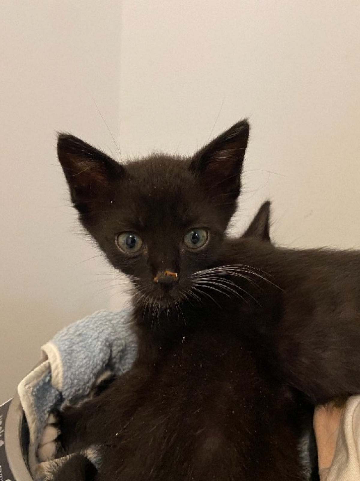 Rocket - Européen à adopter à Rennes (35) - Animaux.fr