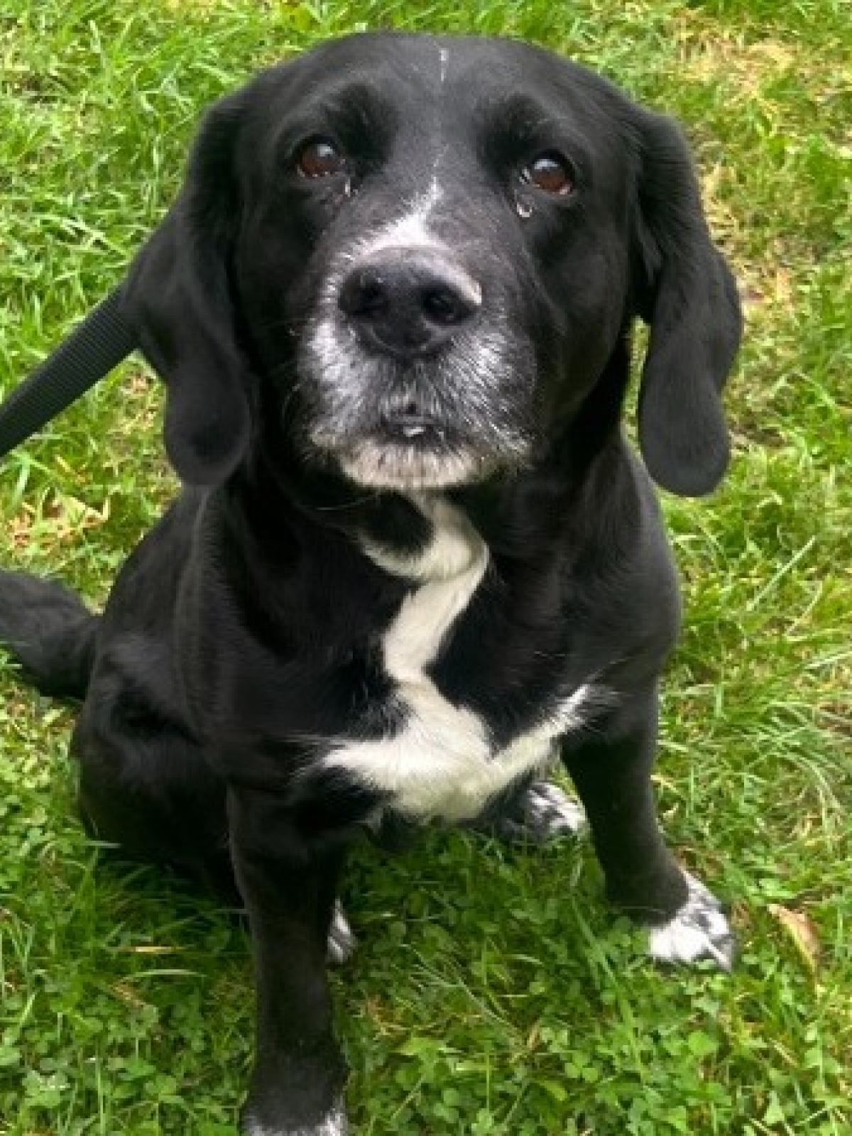 Comete - Chien à adopter à Arry (57) - Animaux.fr