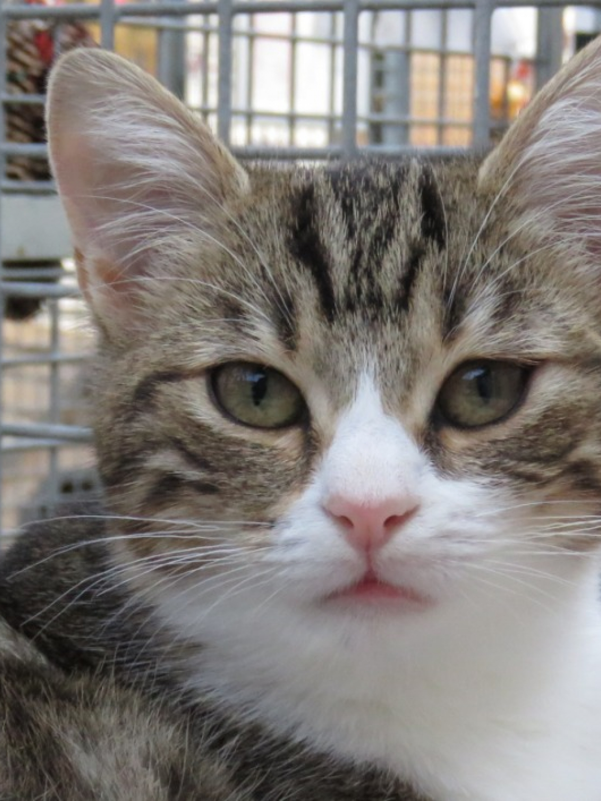 Charlotte - Européen à adopter à Chilleurs-aux-Bois (45) - Animaux.fr