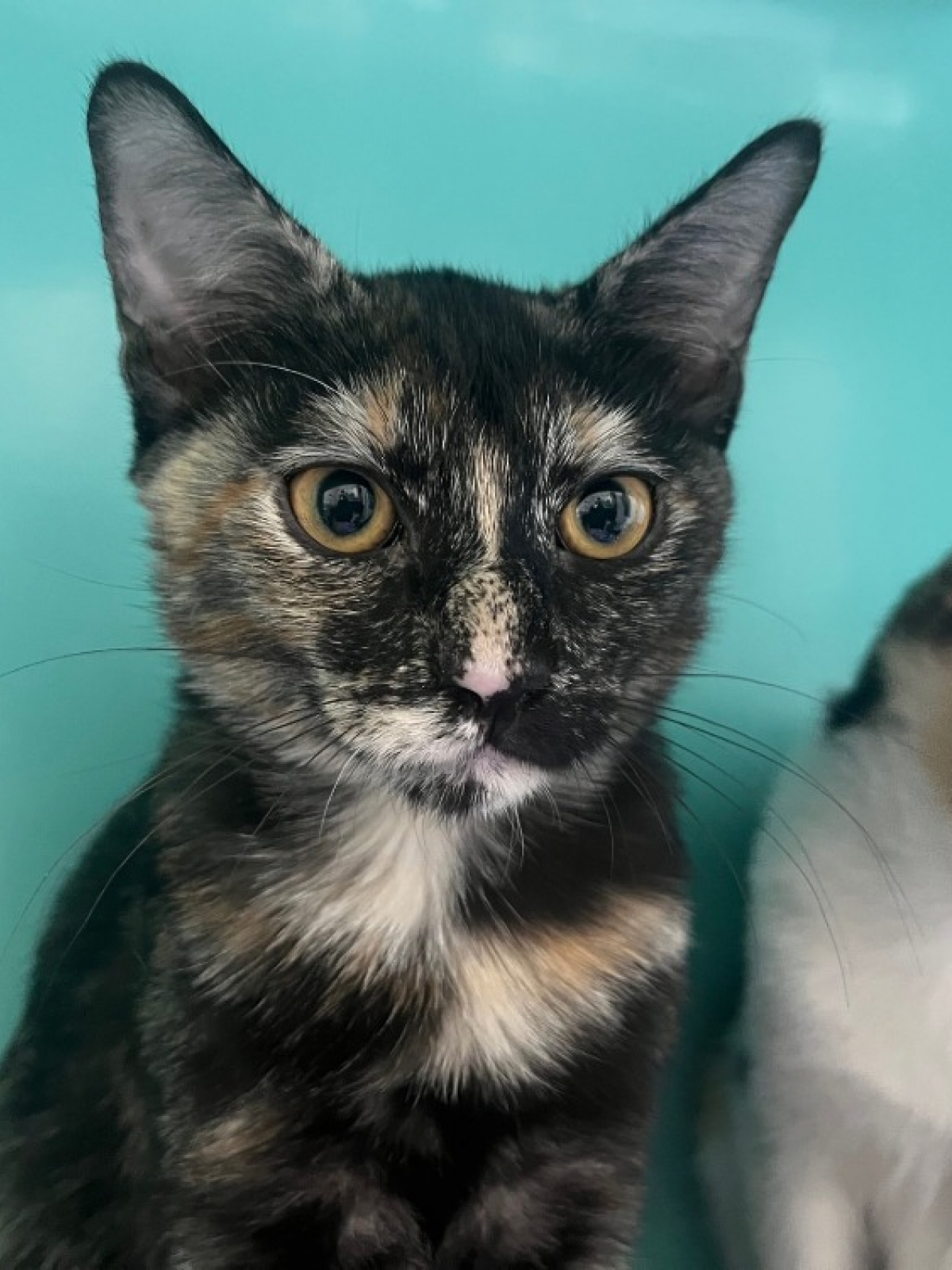 Arielle - Européen à adopter à Perpignan (66) - Animaux.fr