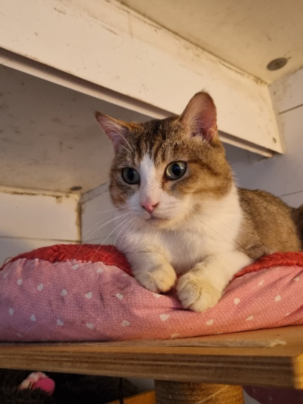 Winifred - Européen à adopter à Vitré (35) - Animaux.fr