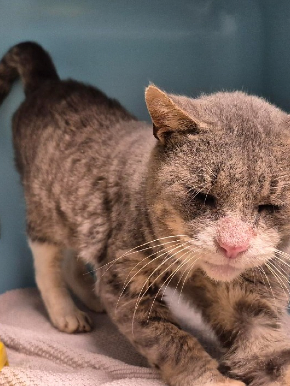 Ray - Européen à adopter à Rennes (35) - Animaux.fr
