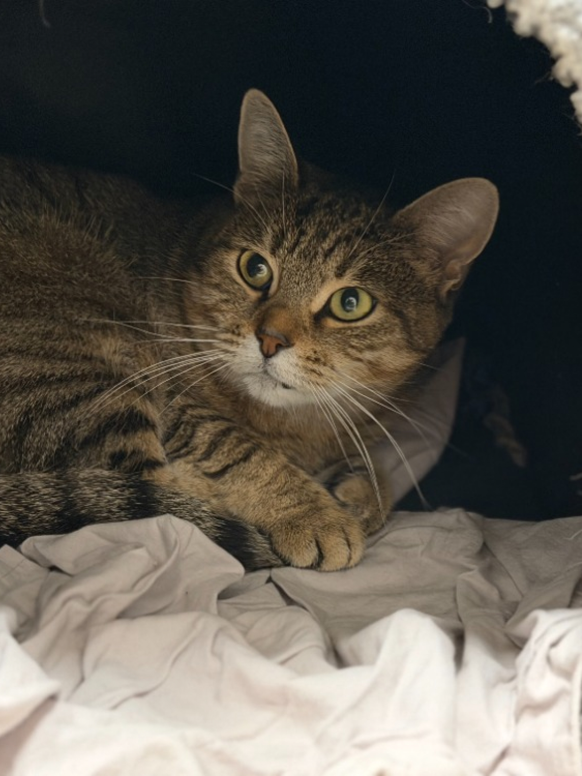 Bichette - Européen à adopter à Tilloy-les-mofflaines (62) - Animaux.fr