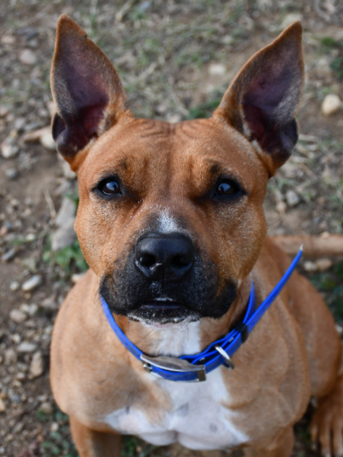 Kenza - Chien à adopter à Perpignan (66) - Animaux.fr