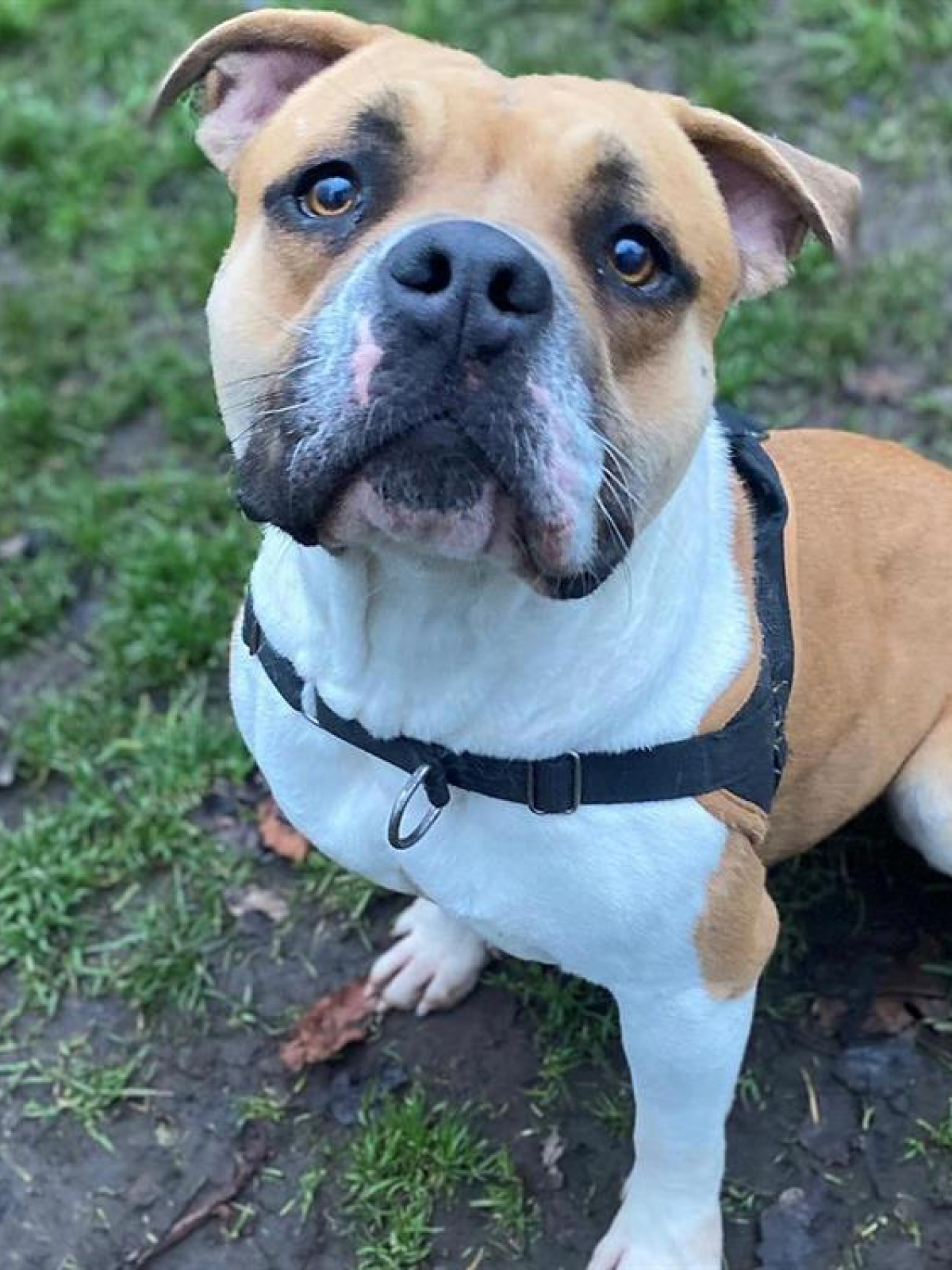 Sierra - Chien à adopter à Rennes (35) - Animaux.fr