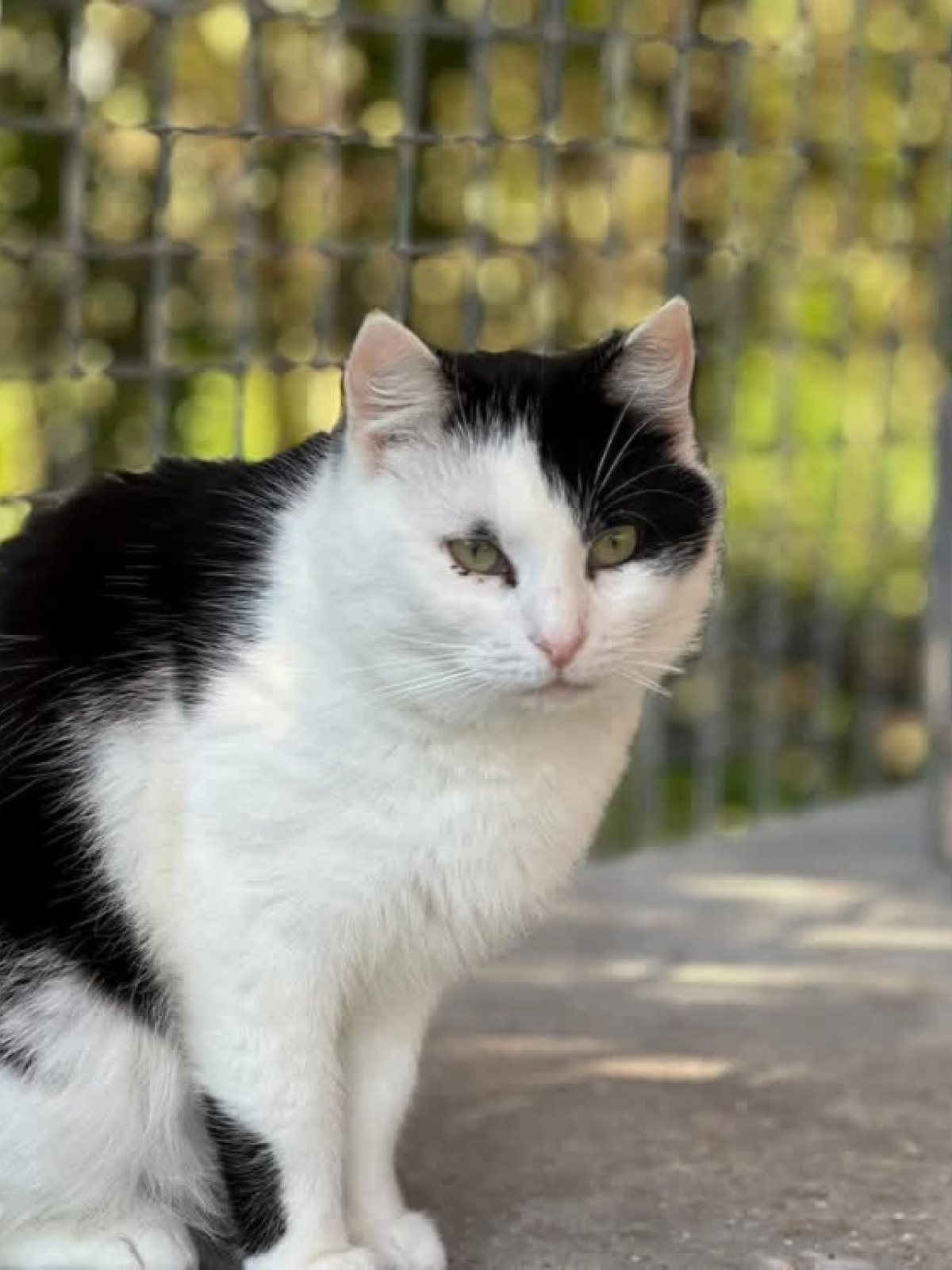 Lucette en sos - Européen à adopter à Saint-Omer (62) - Animaux.fr