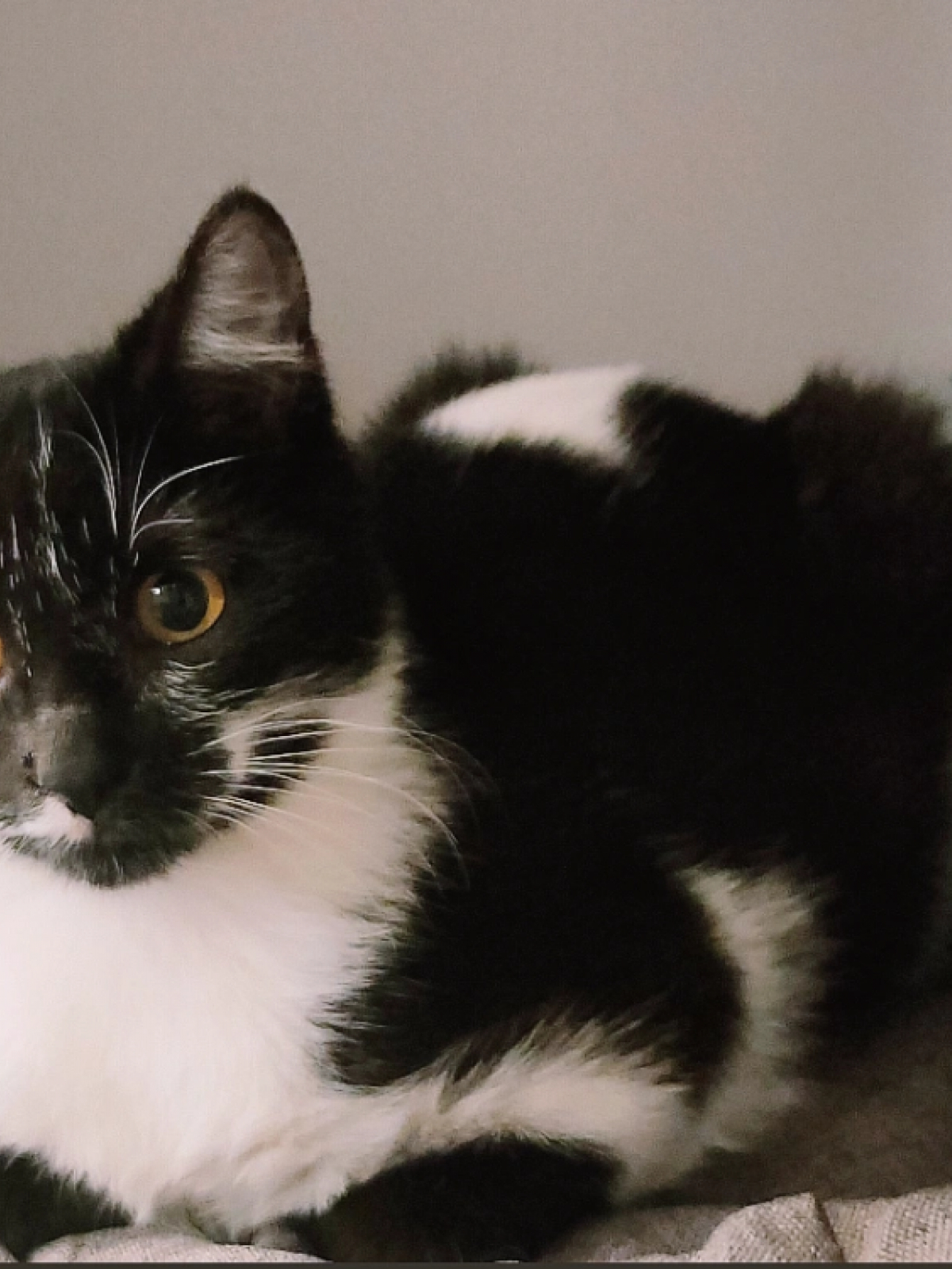 Crevette - Européen à adopter à Beaurepaire-en-Bresse (71) - Animaux.fr