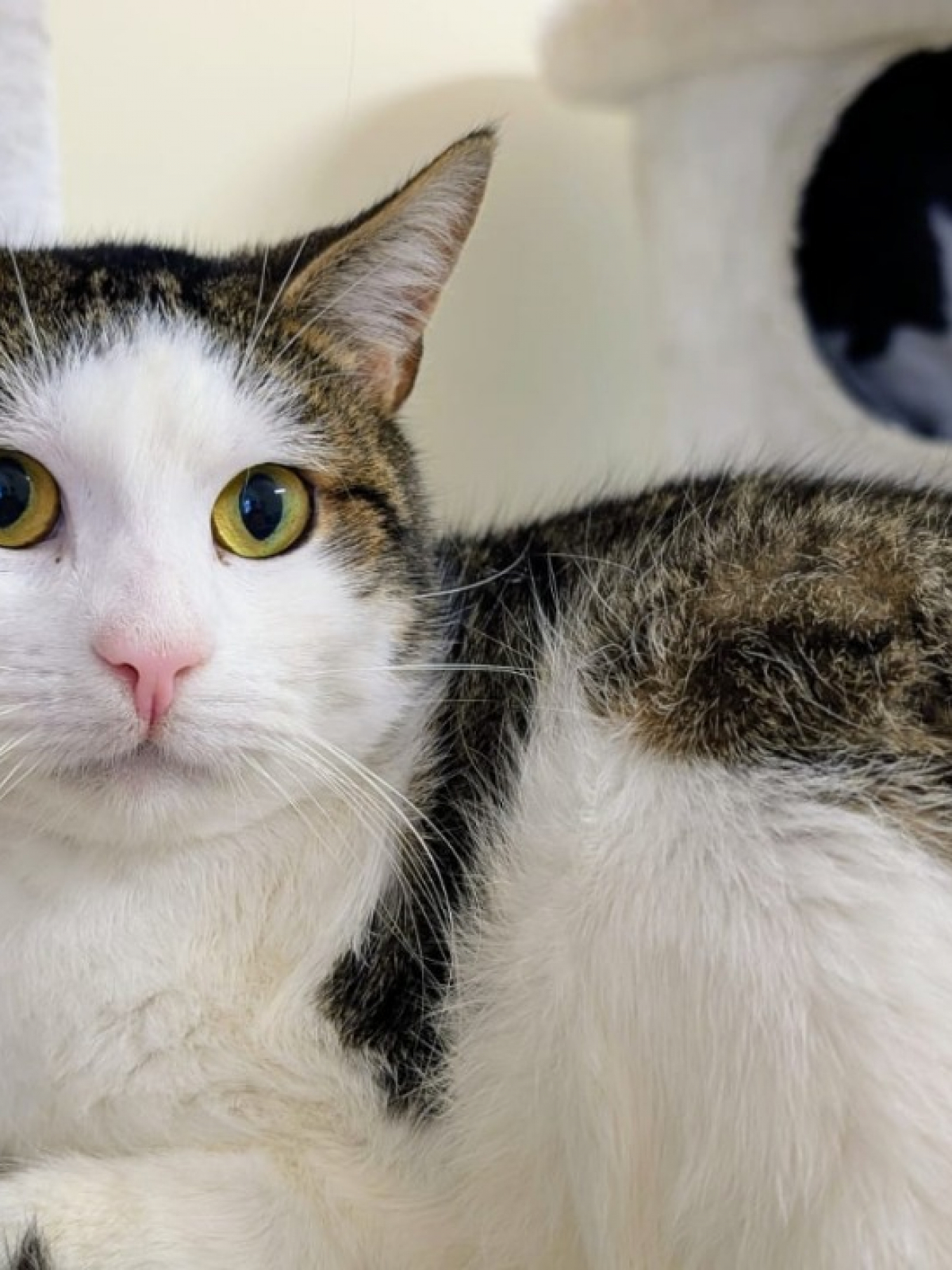 Rocket - Européen à adopter à Gennevilliers (92) - Animaux.fr