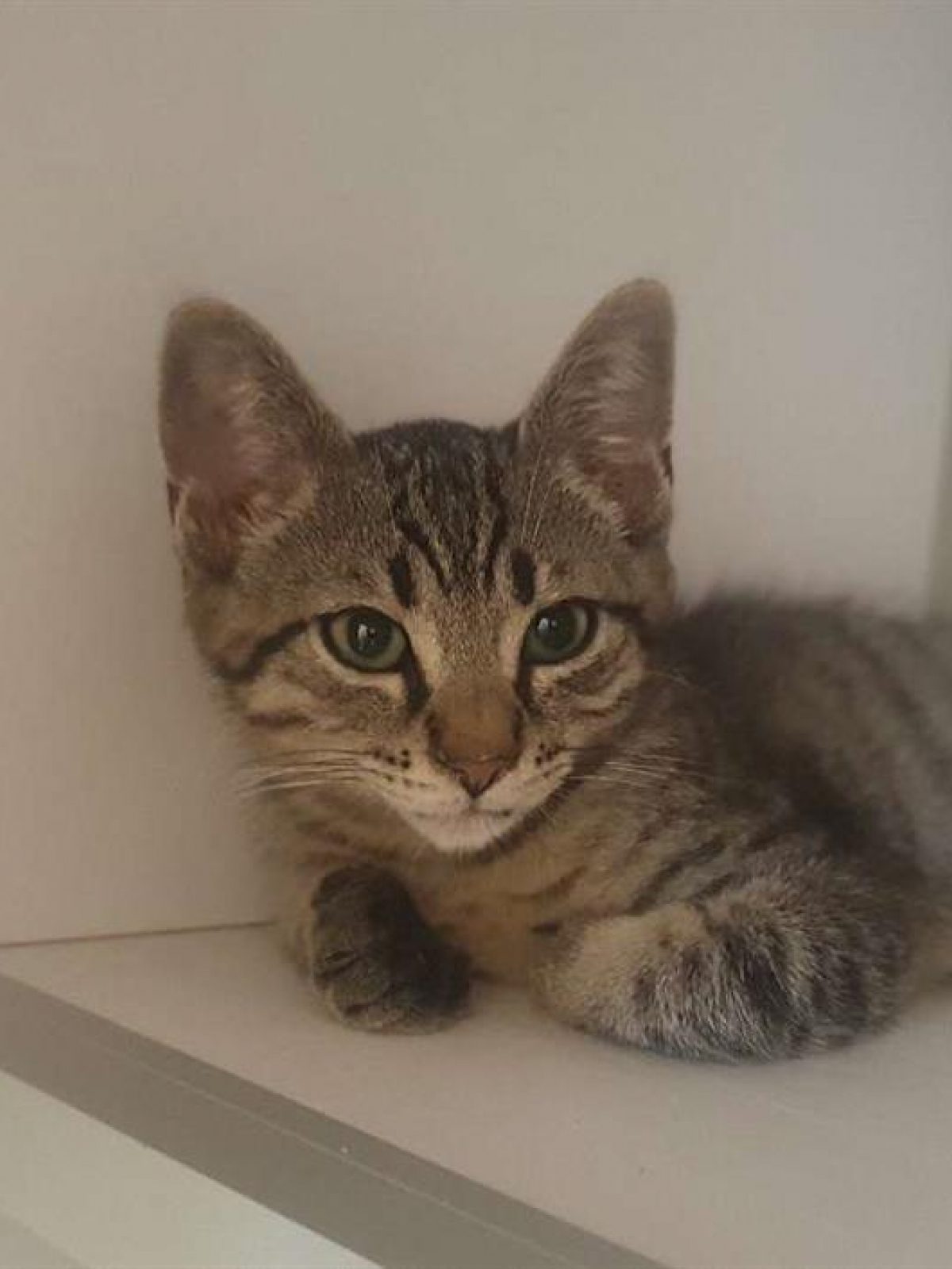 Méo - Européen à adopter à Perpignan (66) - Animaux.fr
