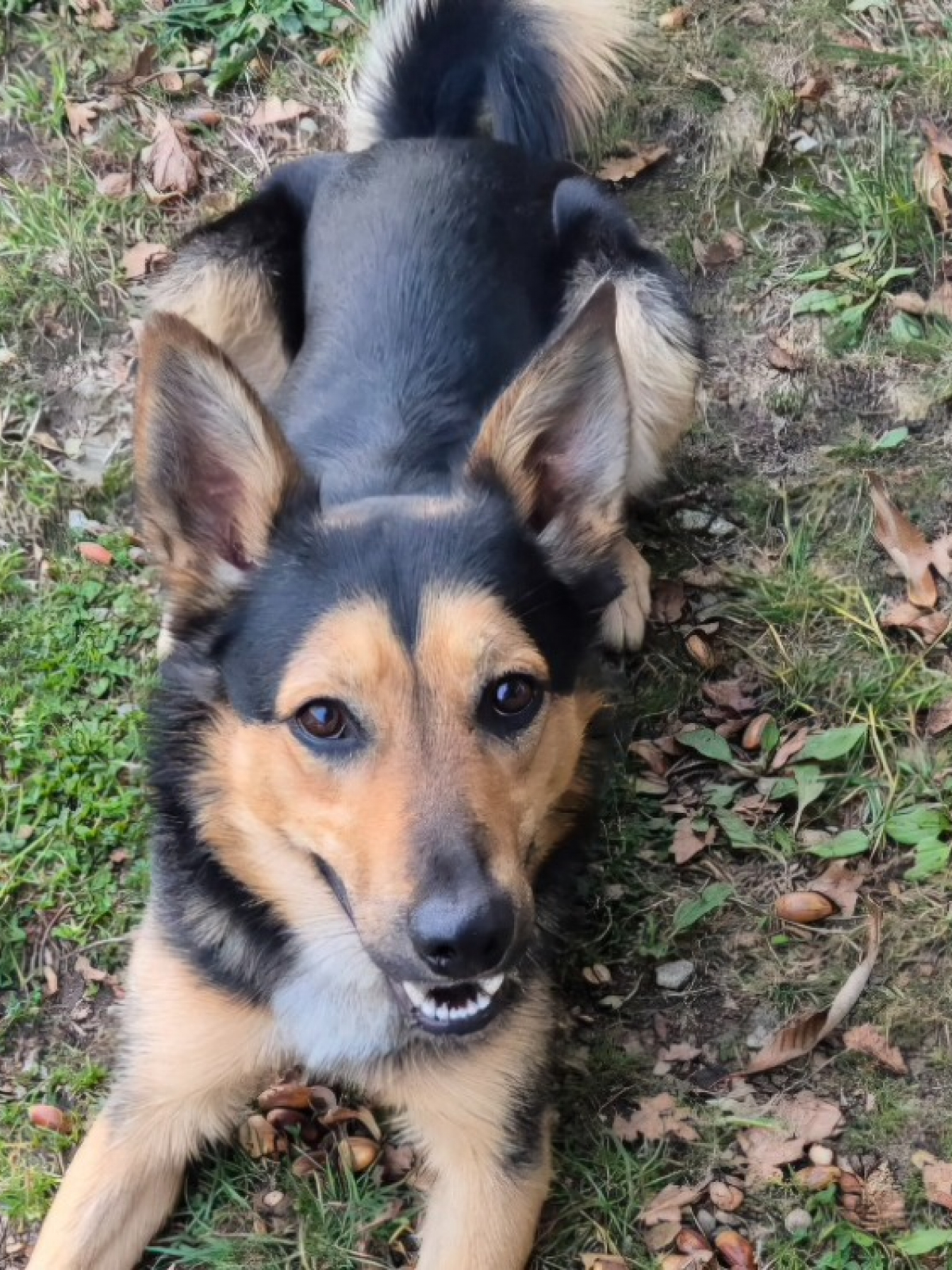 Blacko - Chien à adopter à Crozon (29) - Animaux.fr