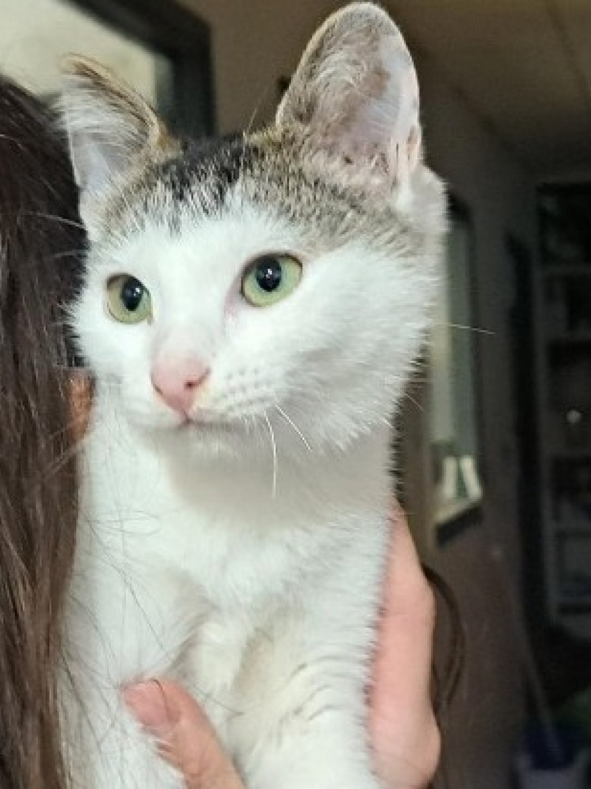 Elbie - Européen à adopter à Rennes (35) - Animaux.fr