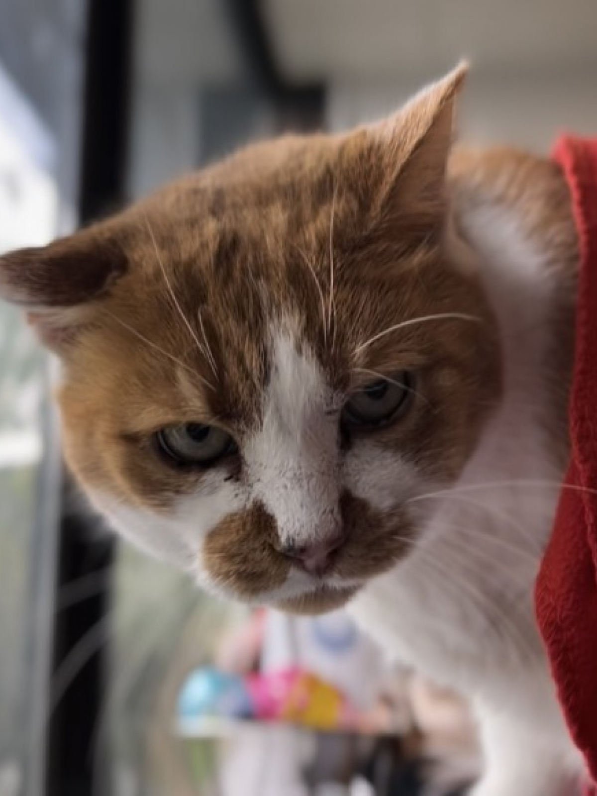 Willy - Européen à adopter à Rennes (35) - Animaux.fr