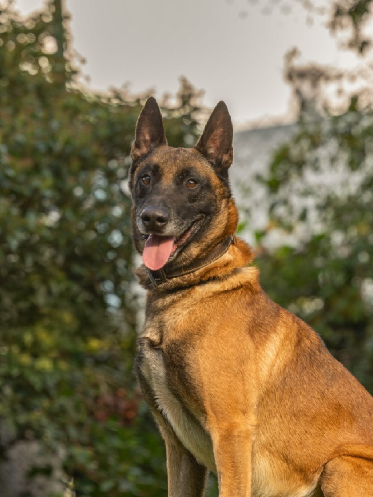 Rhesus - Berger Belge Malinois à adopter à Rennes (35) - Animaux.fr