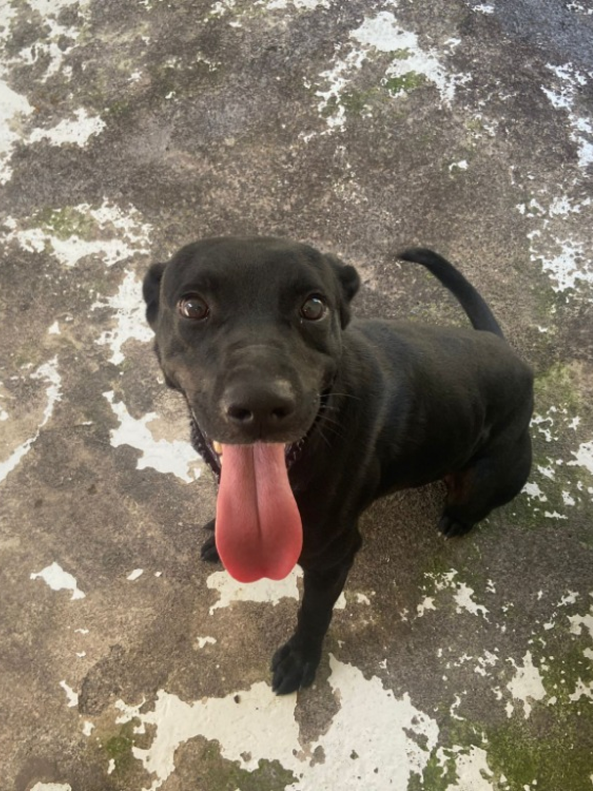 Jackpot - Chien à adopter à Les Abymes (97) - Animaux.fr