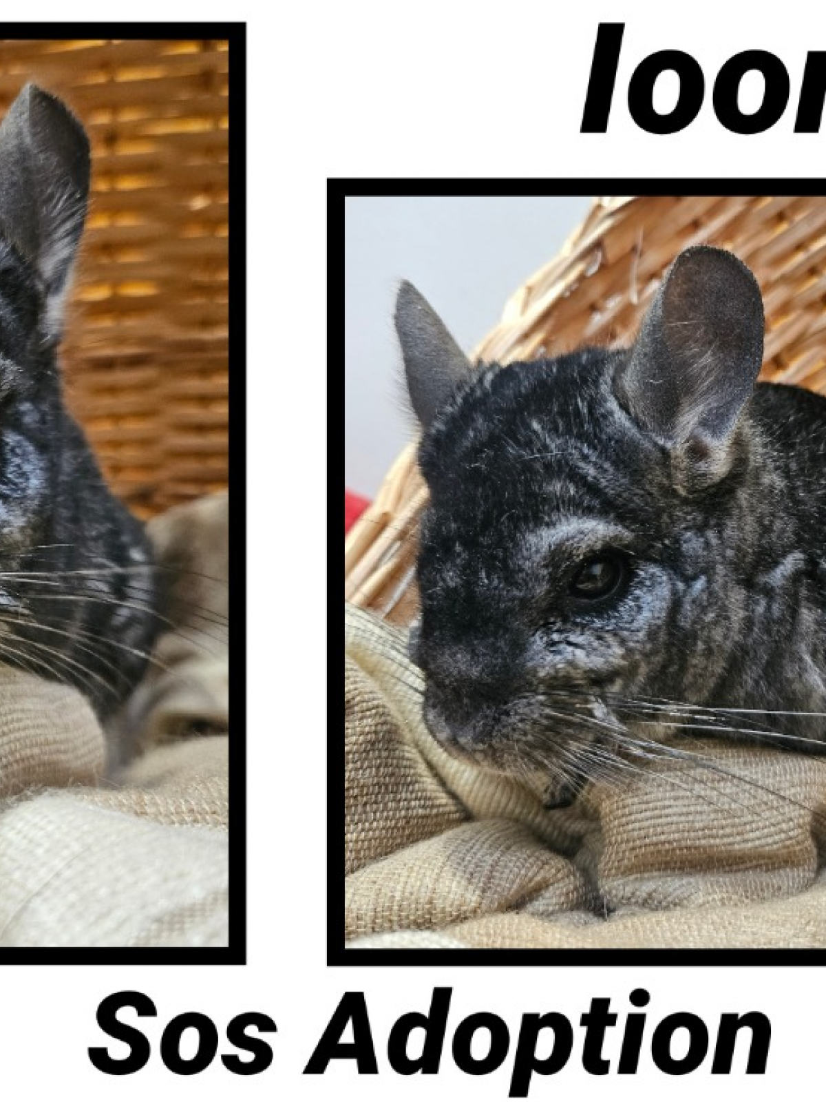 Ioom - Chinchilla à adopter à Tollevast (50) - Animaux.fr