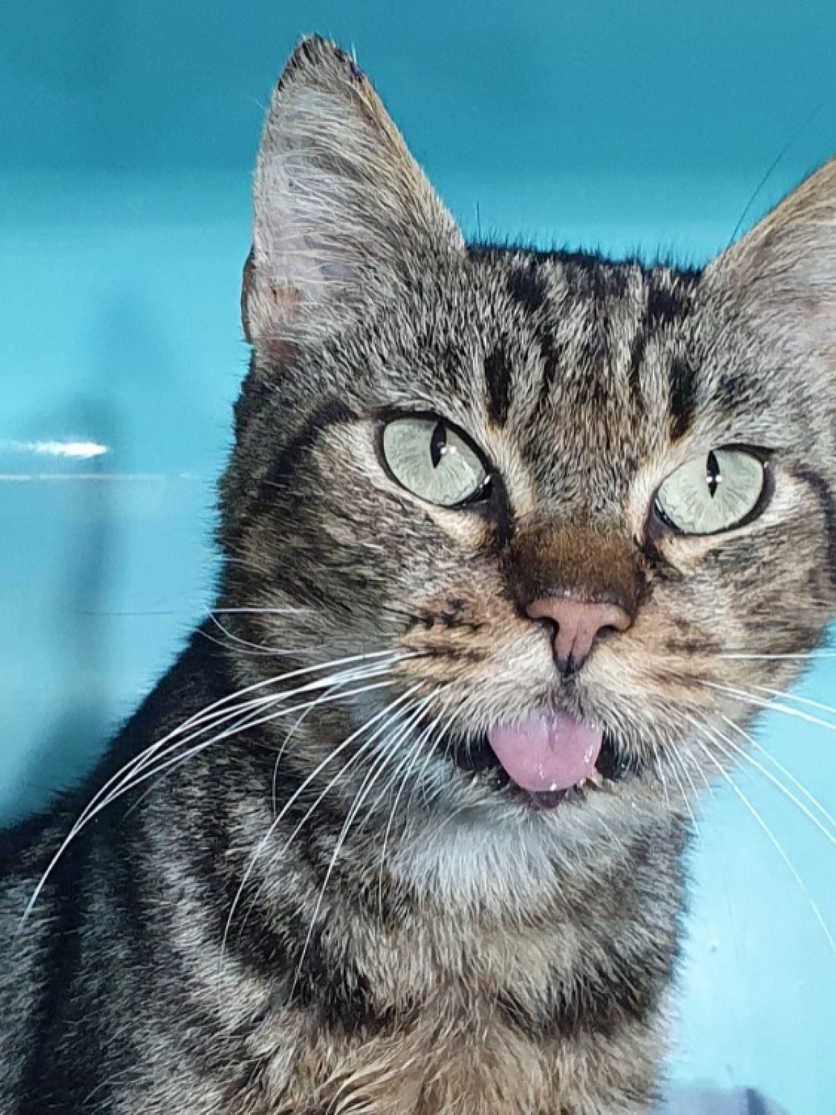 Bilbo - Européen à adopter à Chamarande (91) - Animaux.fr