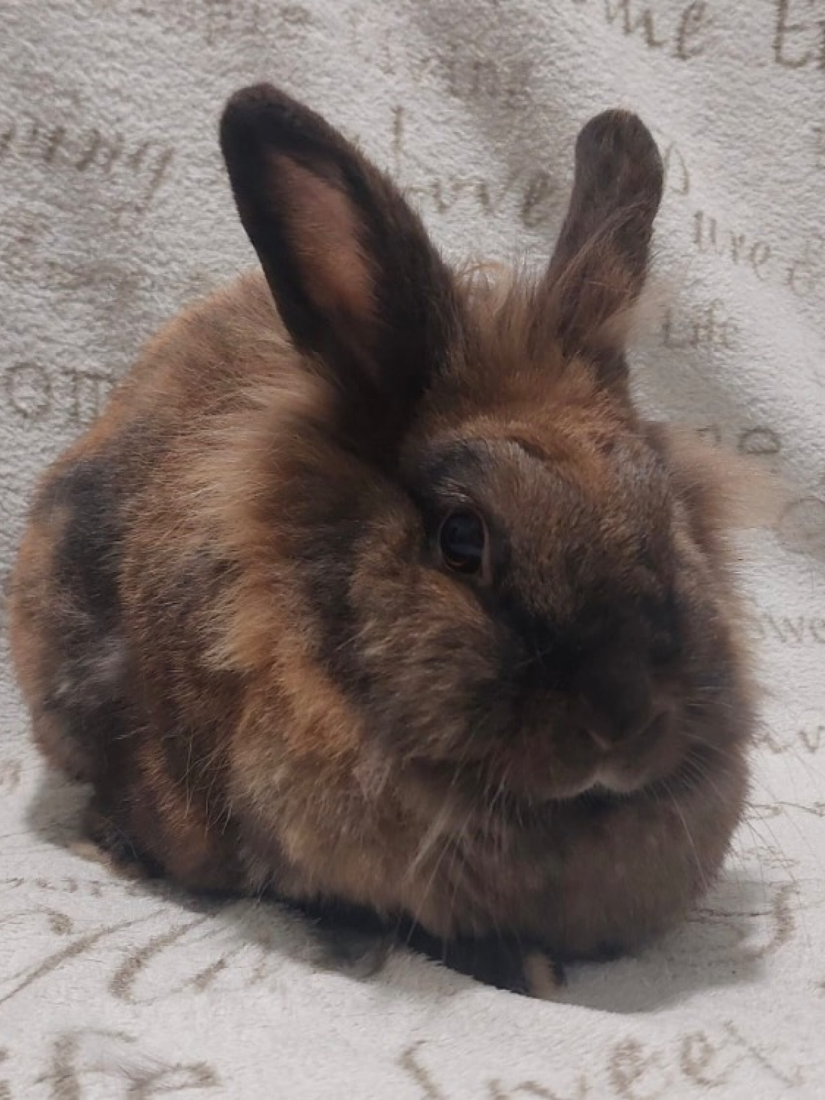 Nutella - Lapin à adopter à Cluses (74) - Animaux.fr